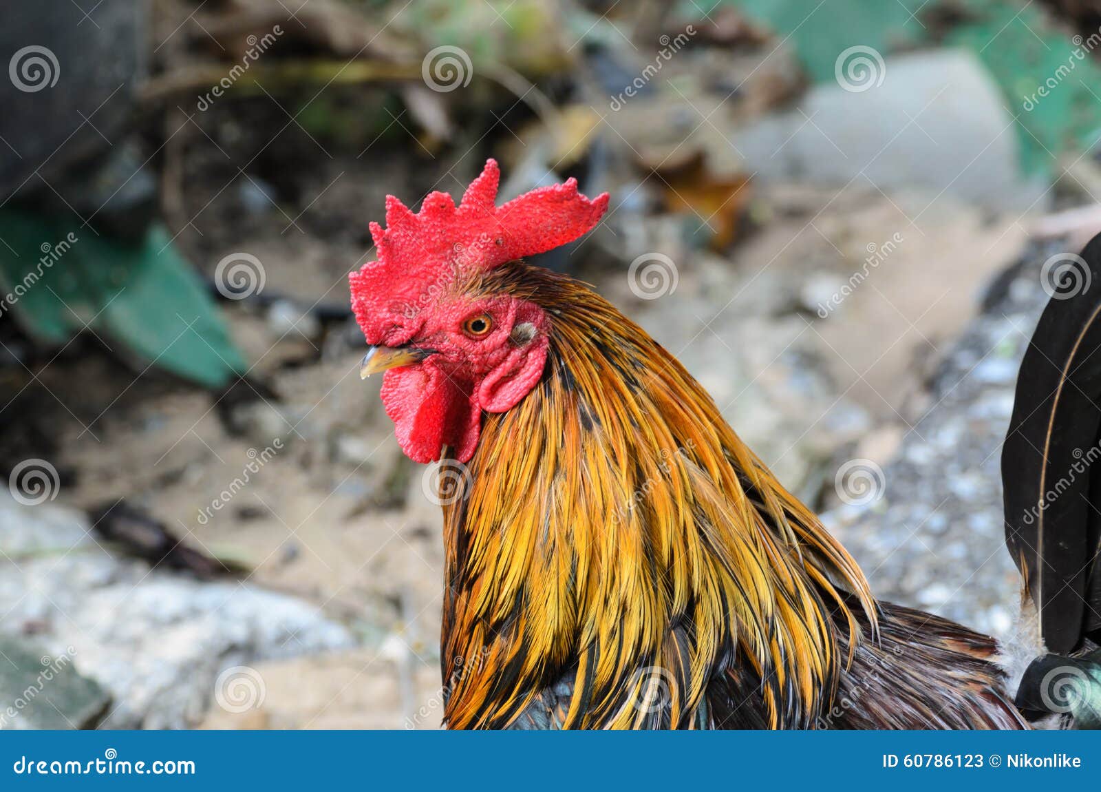 Pollo que lucha del pollo imagen de archivo. Imagen de lucha - 60786123