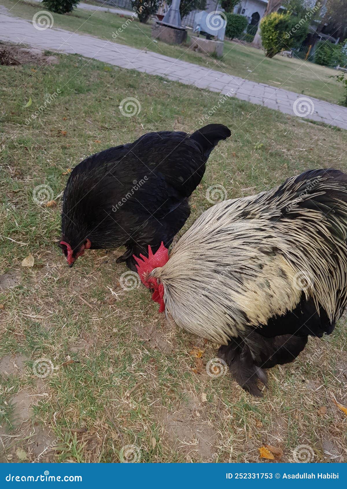 Pollo Raro Caminando Por El Parque Imagen de archivo - Imagen de raro ...