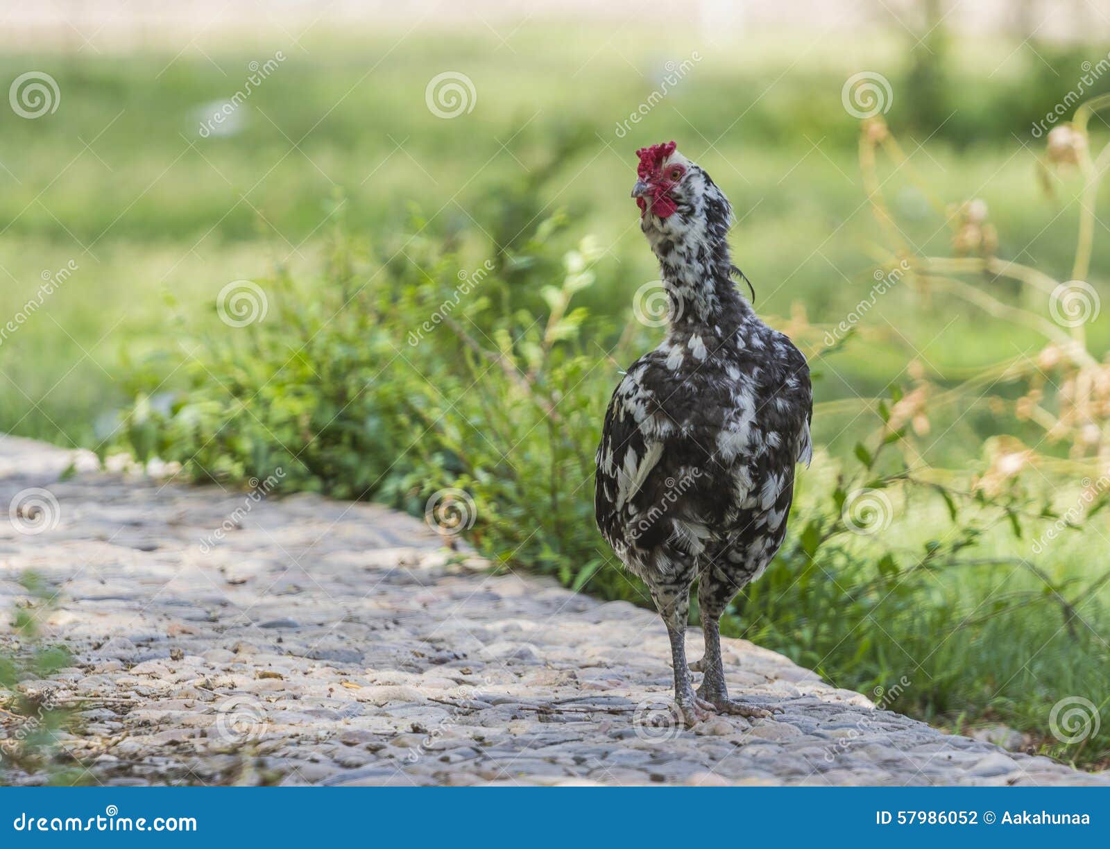 Pollo real foto de archivo. Imagen de rural, poultry - 57986052