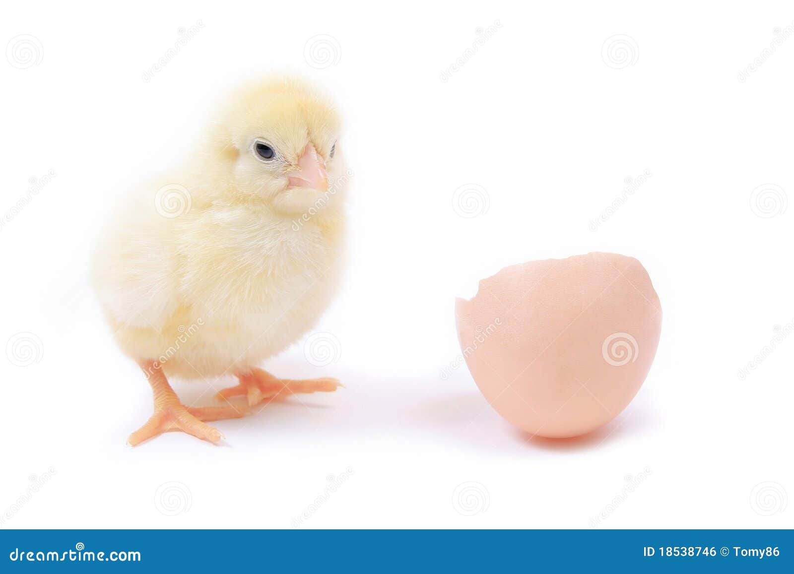 Pollo recién nacido foto de archivo. Imagen de granja - 18538746