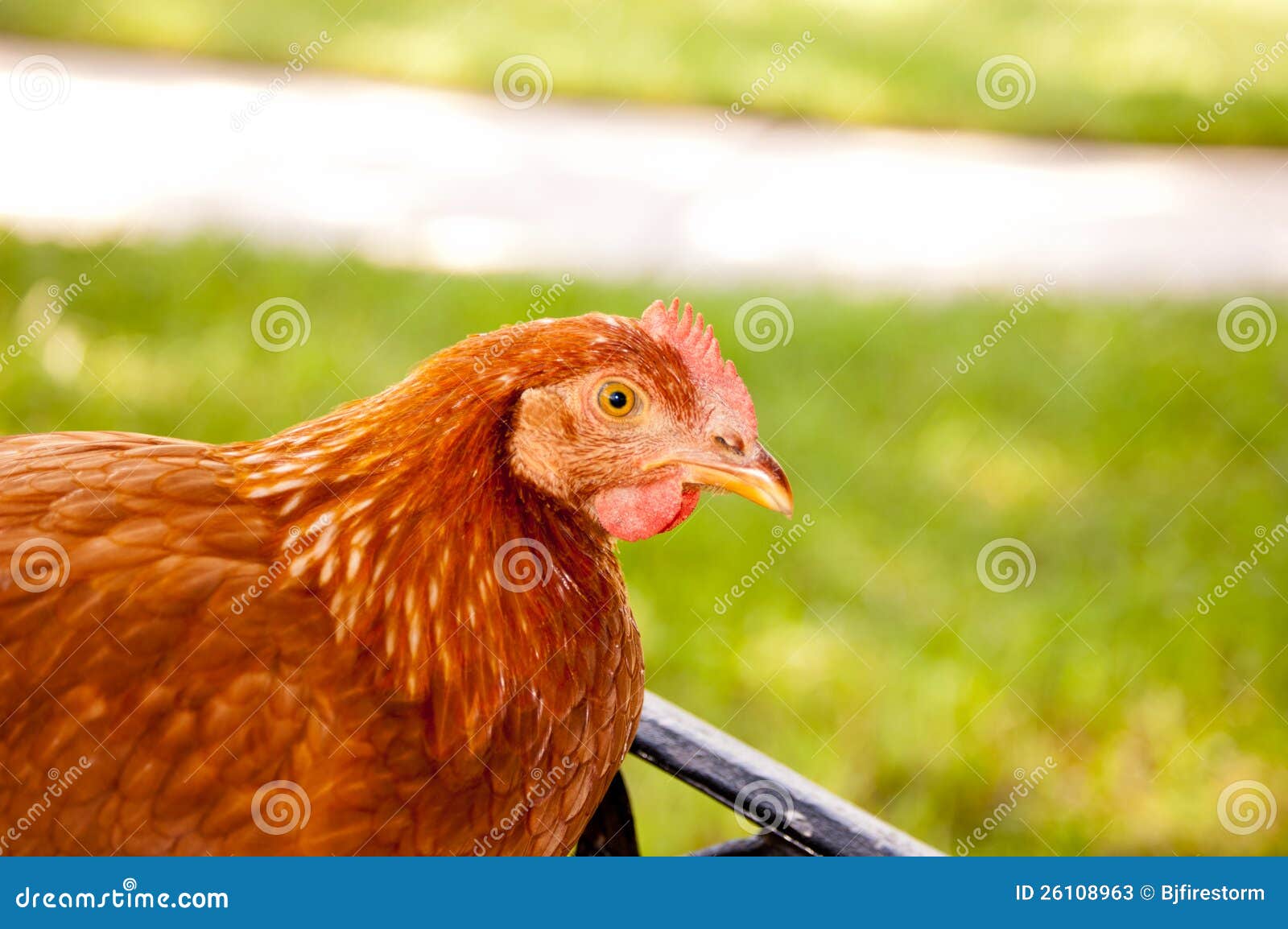 Pollo rojo imagen de archivo. Imagen de poultry, plumas - 26108963