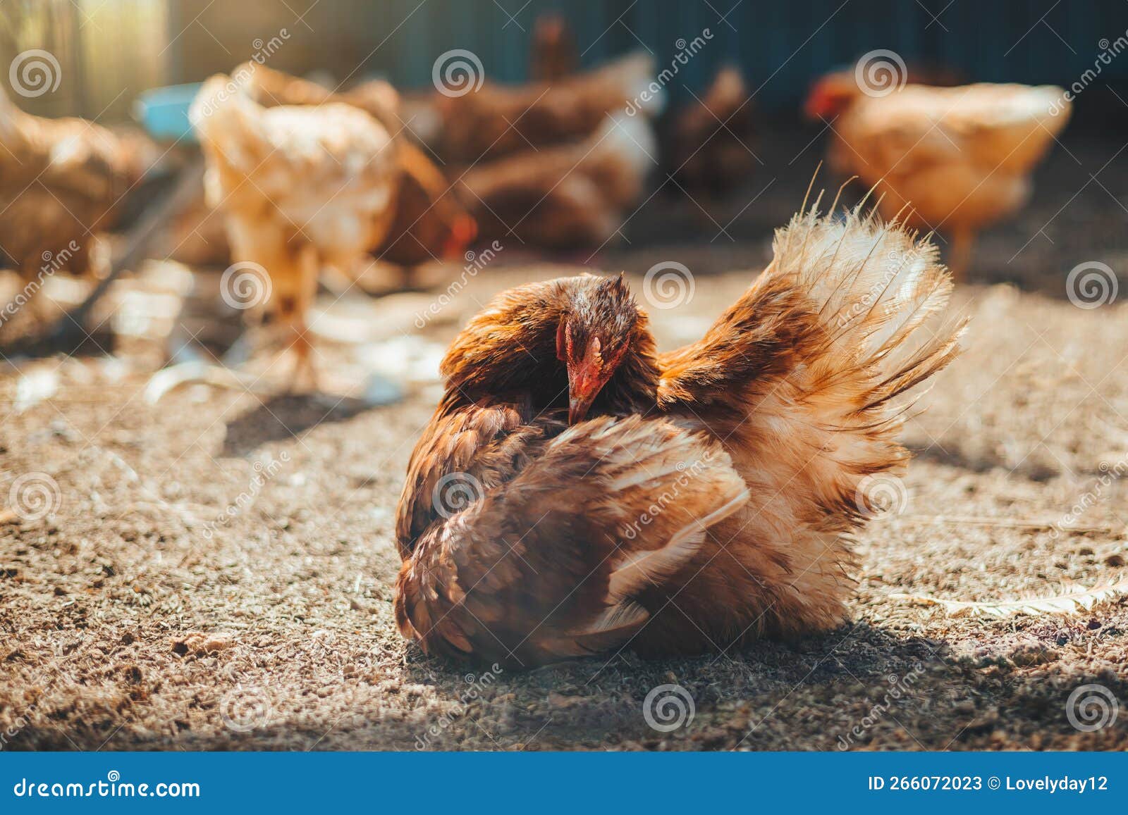 Pollo Rojo En El Paddock De La Granja Imagen de archivo - Imagen de ...