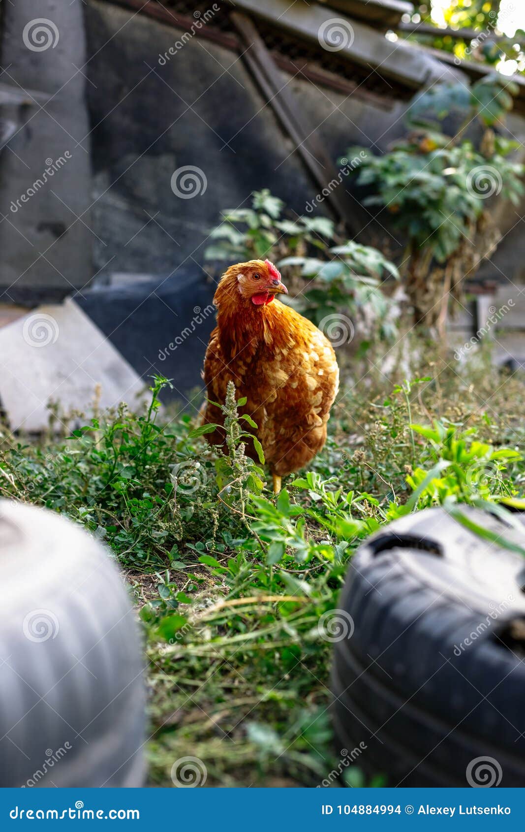 Pollo rojo en el pueblo foto de archivo. Imagen de agricultura - 104884994