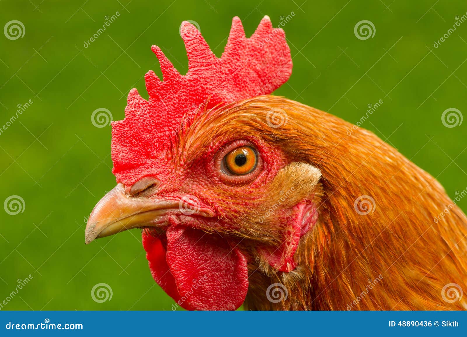 Pollo Rojo En Primer Del Perfil Foto de archivo - Imagen de adulto ...