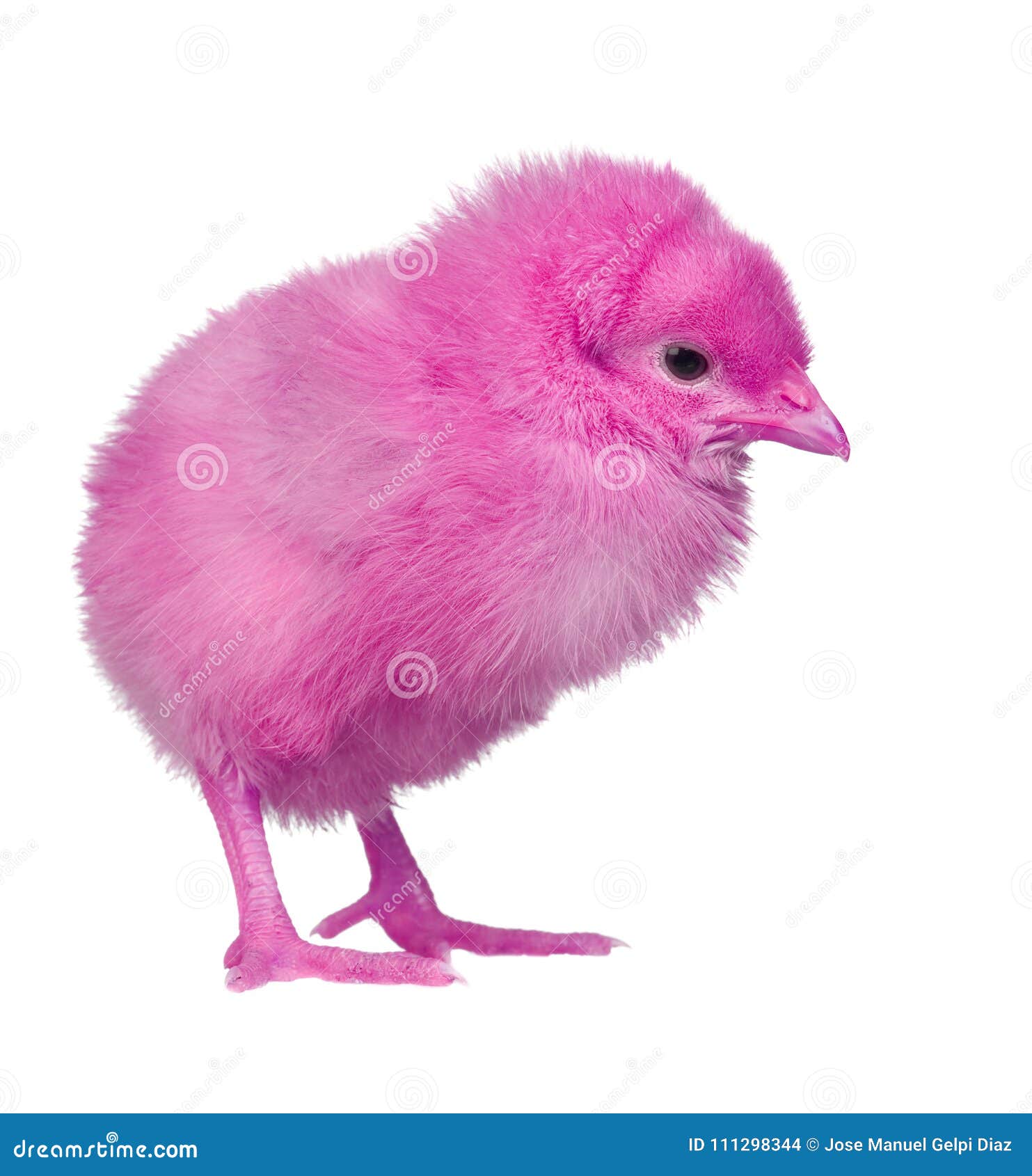 Pollo rosado foto de archivo. Imagen de manera, ganado - 111298344