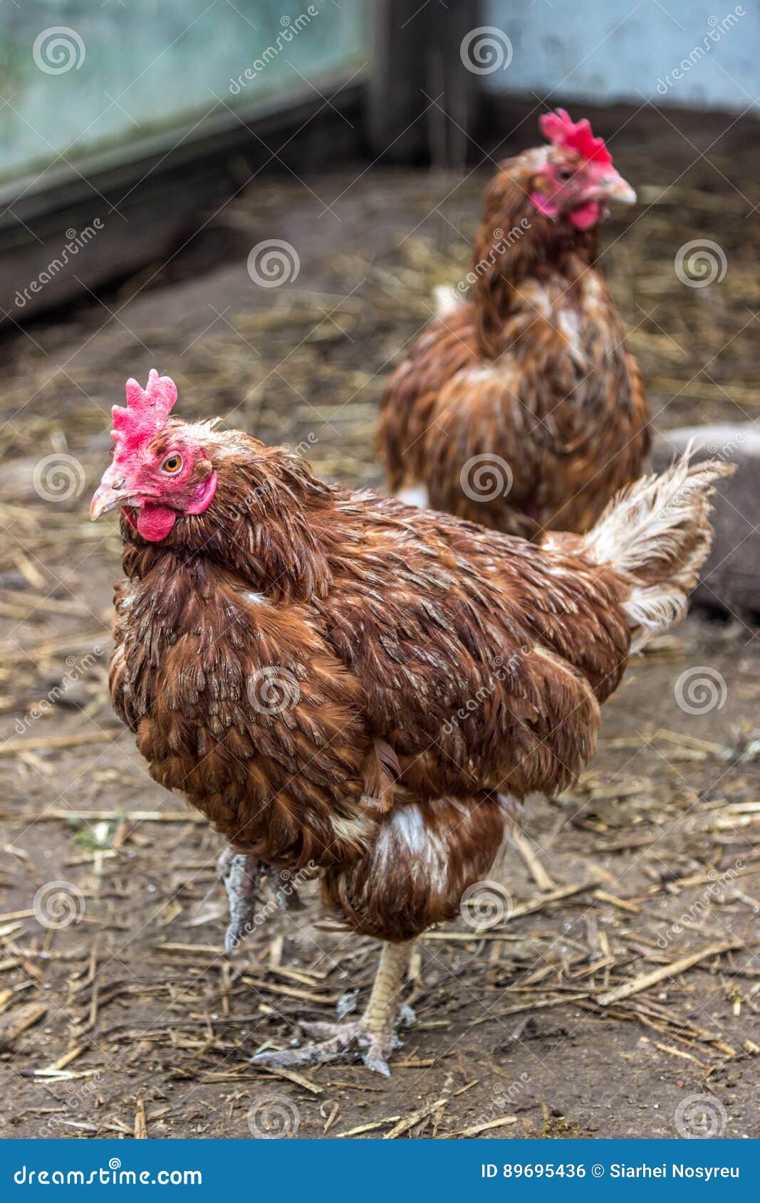 Pollo Rosso Che Sta Su Una Gamba Fotografia Stock - Immagine di aperto ...