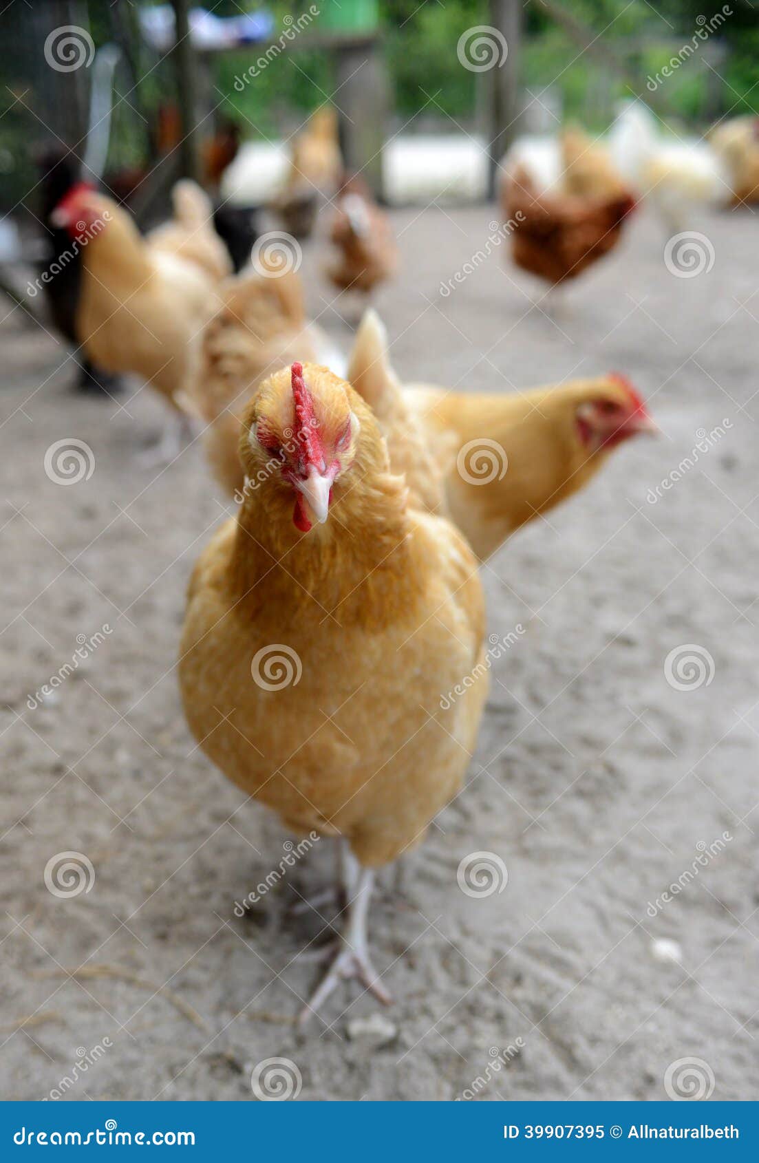 Pollo triste imagen de archivo. Imagen de caminar, lindo - 39907395