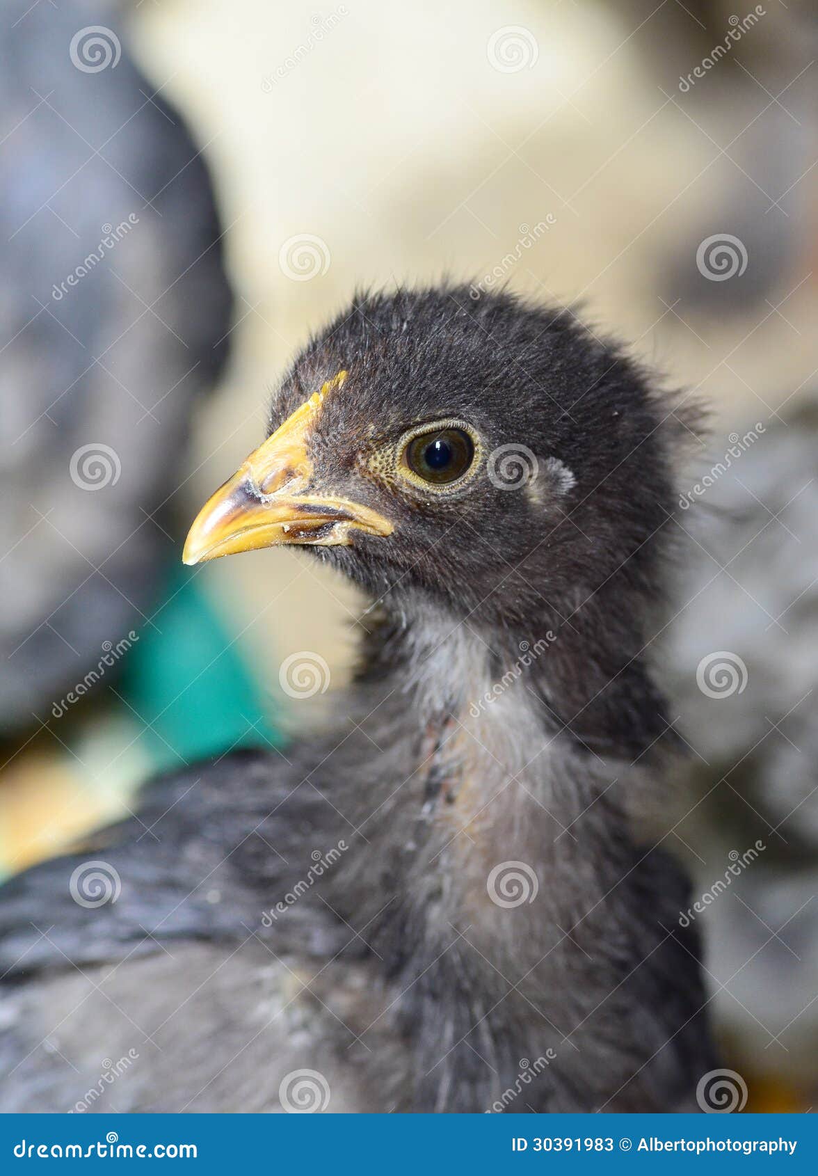 Pollo vivo imagen de archivo. Imagen de aldea, azul, gallina - 30391983