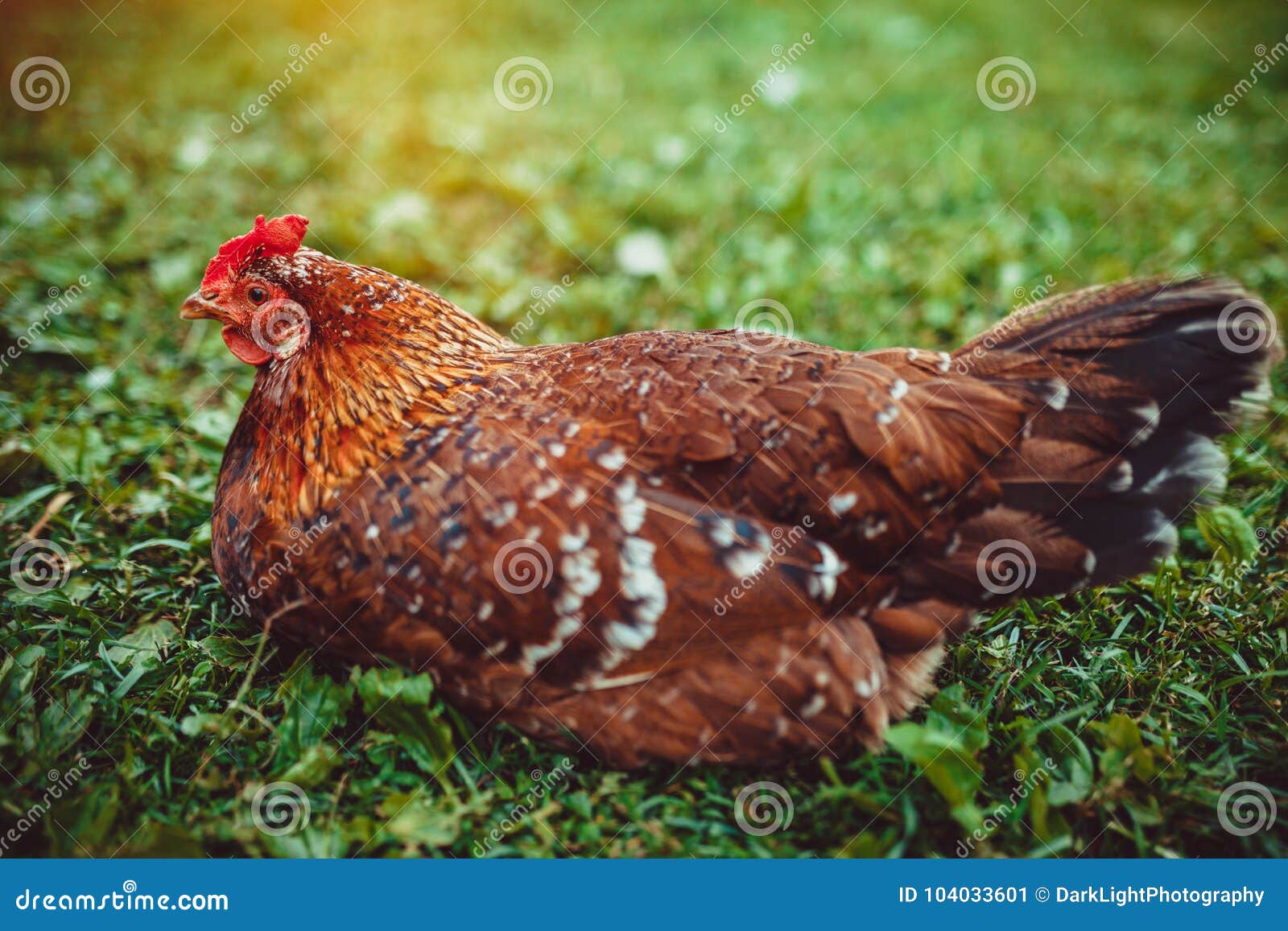 Pollo Vivo De La Gama Libre Imagen de archivo - Imagen de animal, aves ...