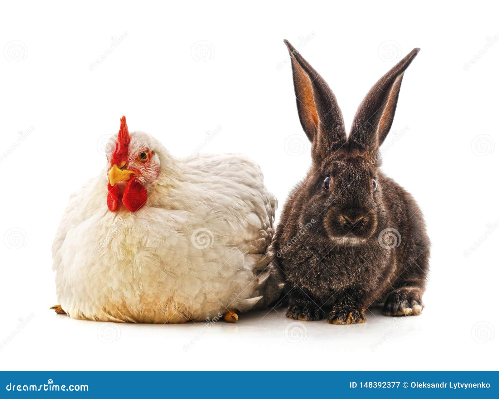 Pollo y conejo imagen de archivo. Imagen de conejito - 148392377
