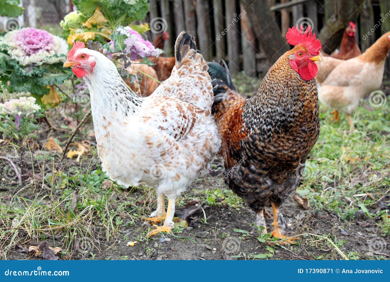 Pollo y gallo imagen de archivo. Imagen de pollos, cubo - 17390871