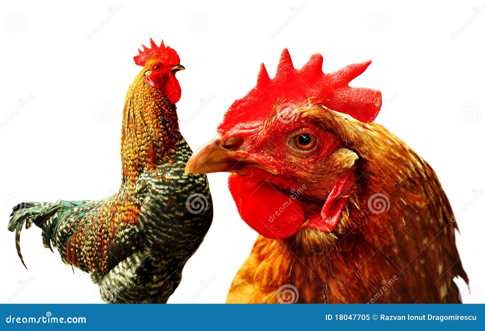 Pollo y gallo imagen de archivo. Imagen de colorido, dominante - 18047705