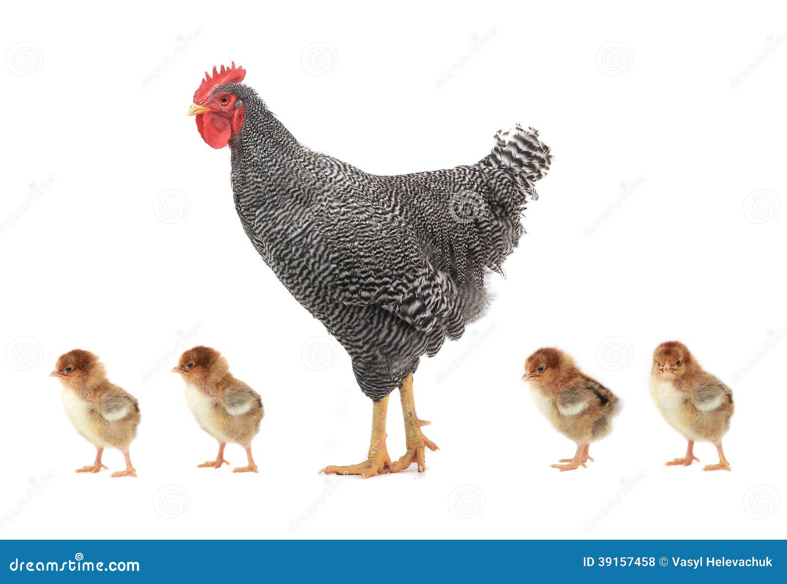 Pollo y gallo foto de archivo. Imagen de crezca, granja - 39157458