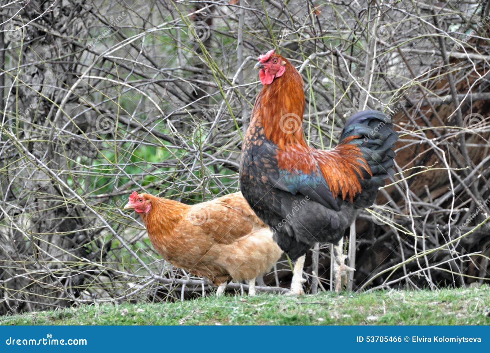 Pollo y gallo foto de archivo. Imagen de animales, agricultura - 53705466