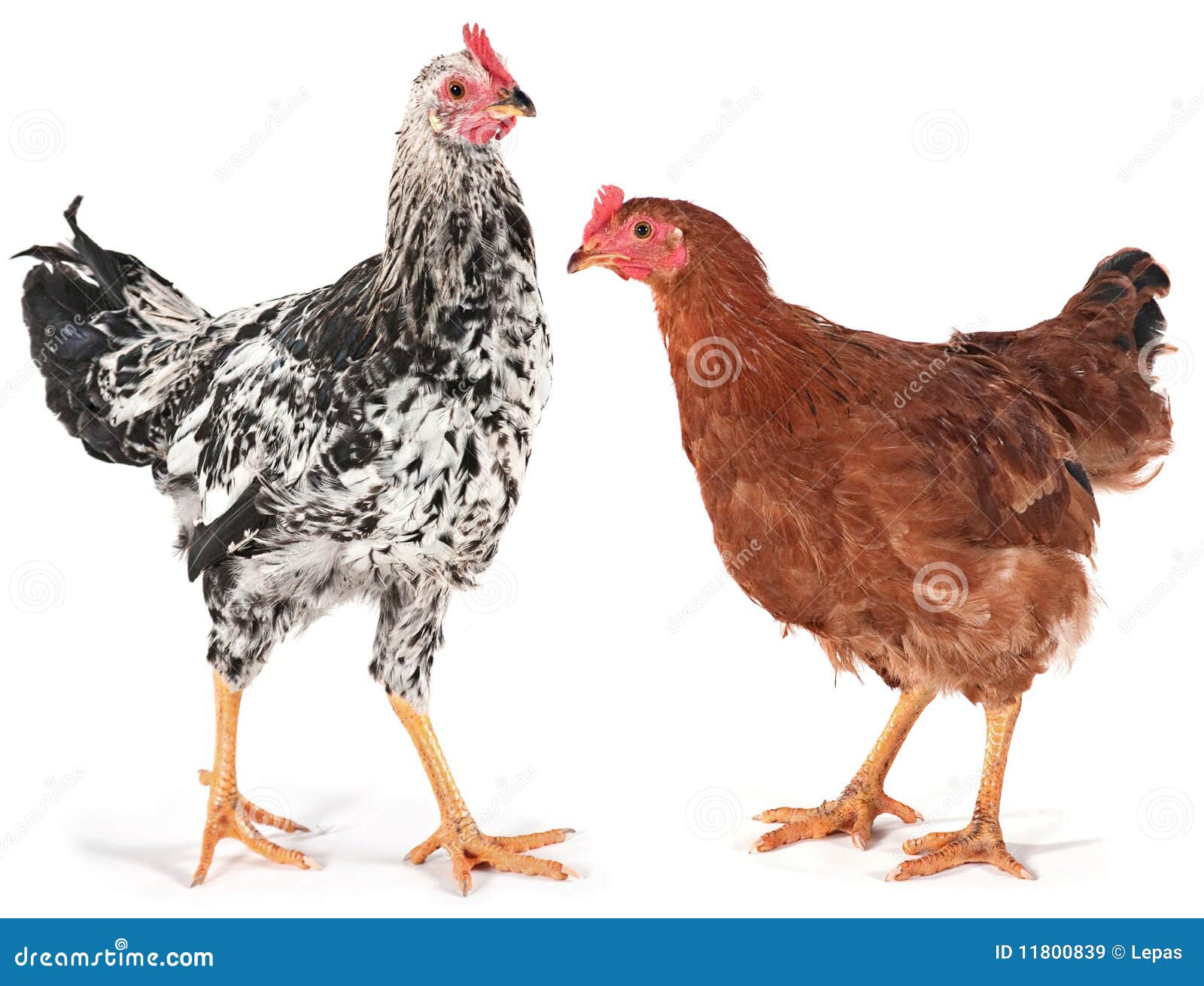 Pollo y gallo jovenes imagen de archivo. Imagen de nadie - 11800839