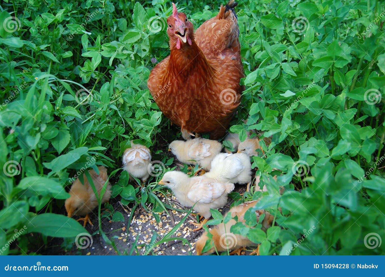 Pollo y pequeños pollos foto de archivo. Imagen de verde - 15094228