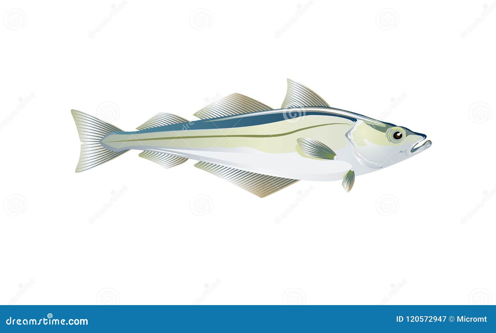 Pollock Fish Drawn Illustrations of Atlantic or Alaska. Vector Stock ...