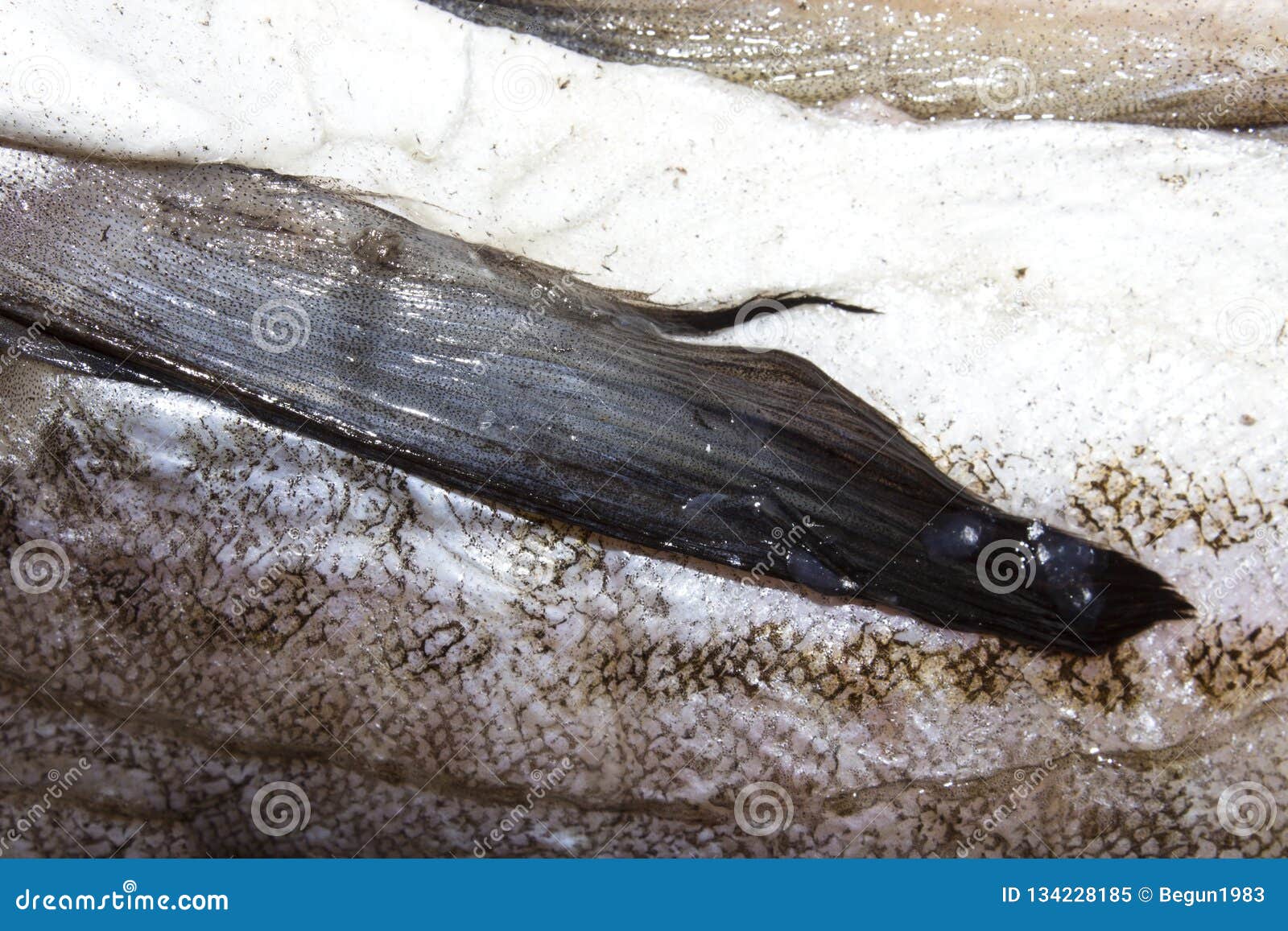 Pollock fish raw. stock image. Image of fish, slice - 134228185