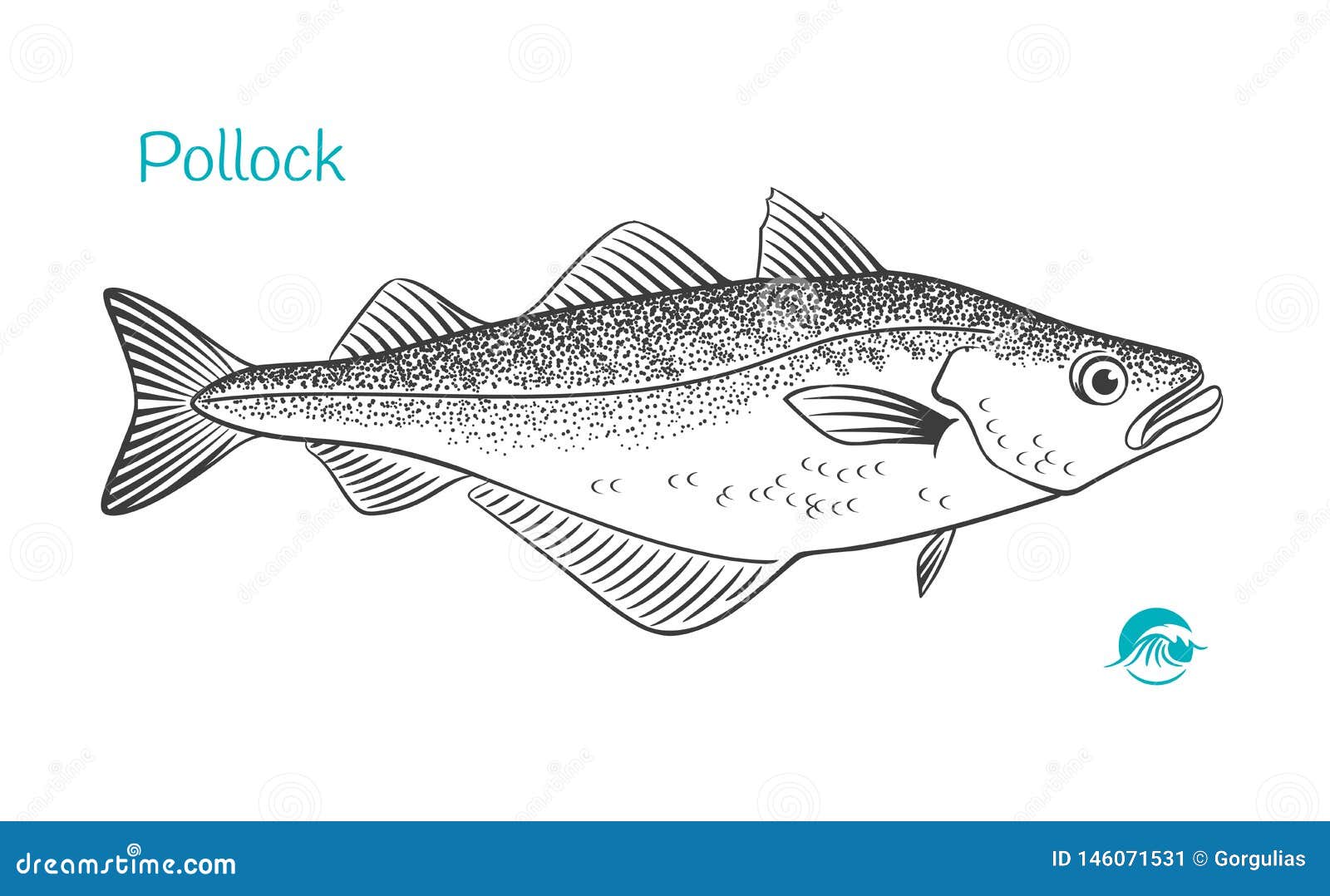 Pollock Hand-drawn Illustration Stock Vector - Illustration of atlantic ...