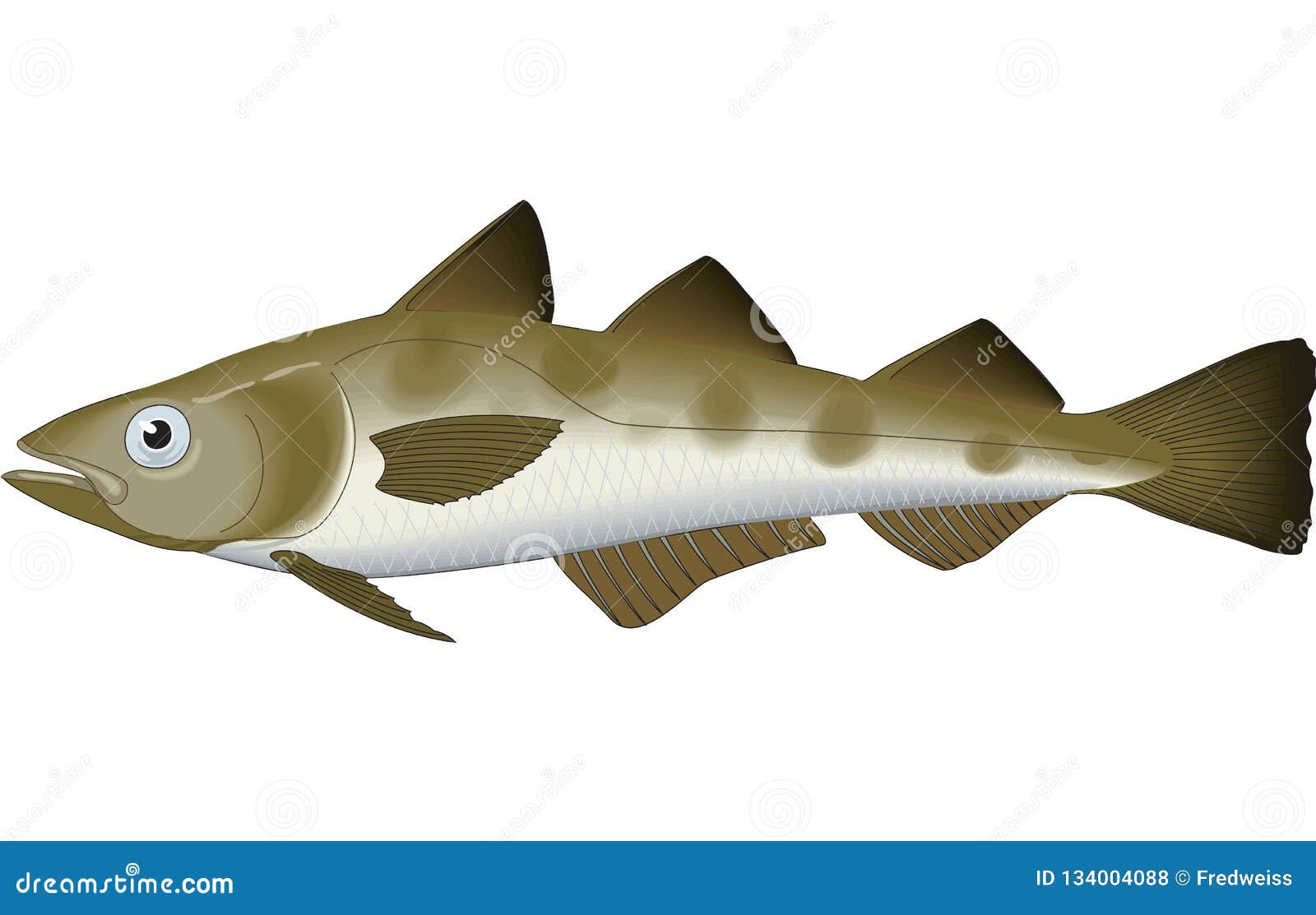 Pollock Vector Illustration Stock Vector - Illustration of seafood ...