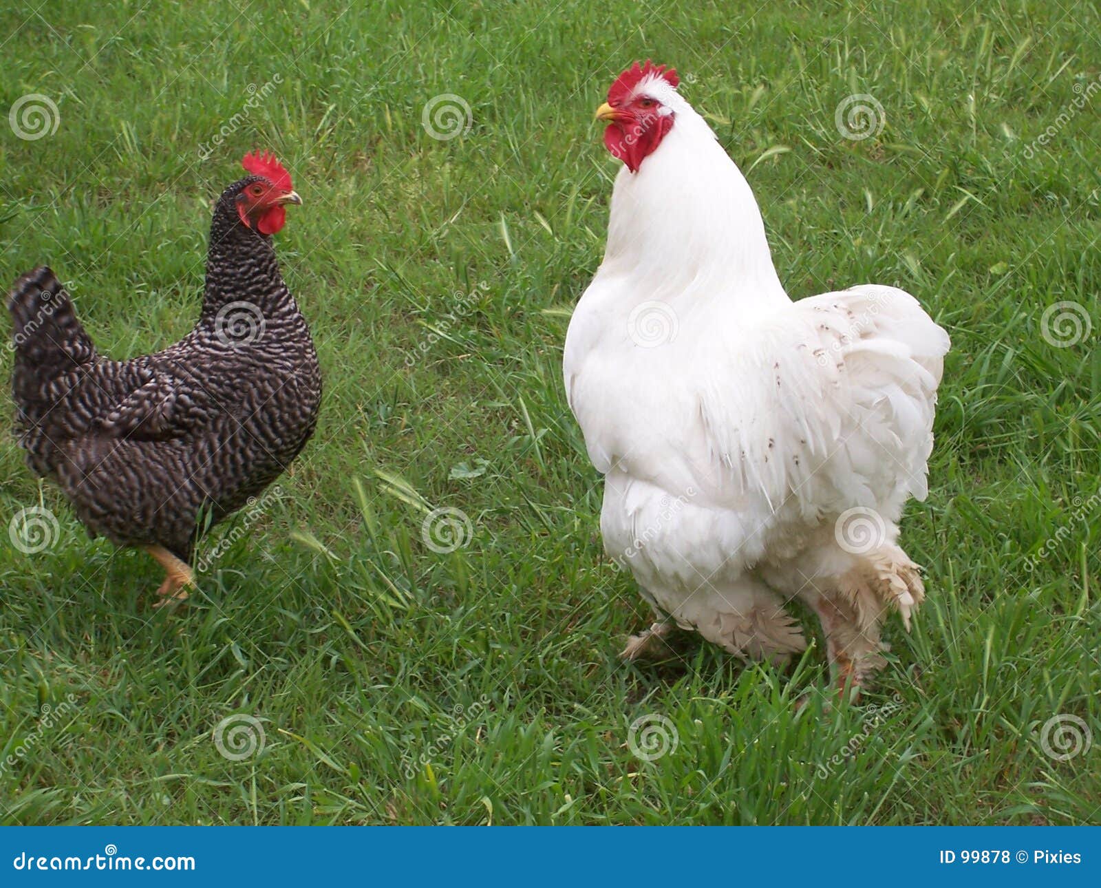 Pollos foto de archivo. Imagen de animal, deslumbrar, gallina - 99878