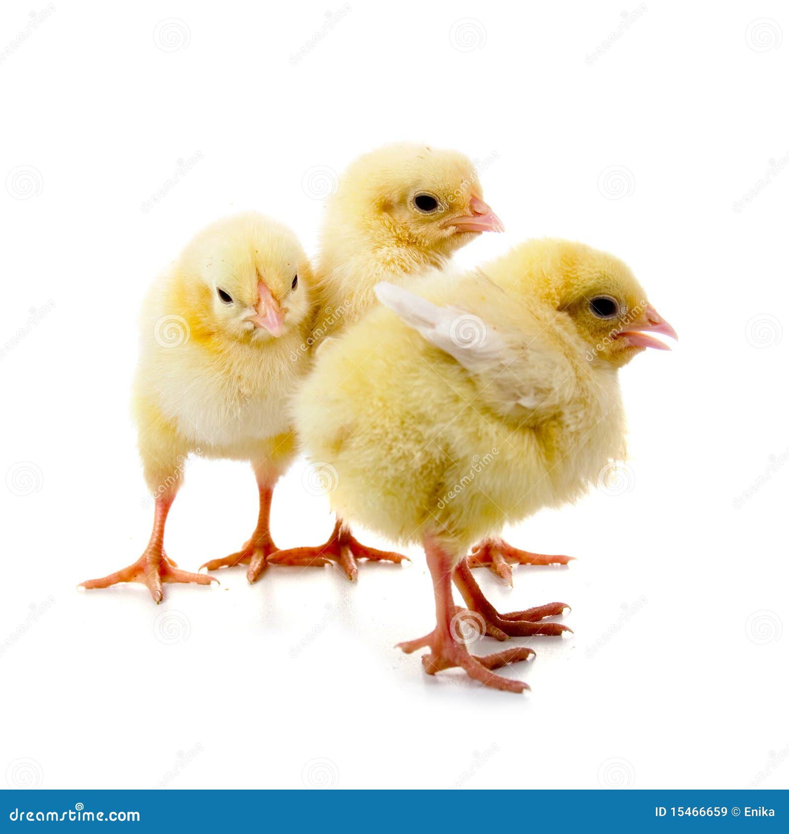 Pollos amarillos imagen de archivo. Imagen de aislado - 15466659