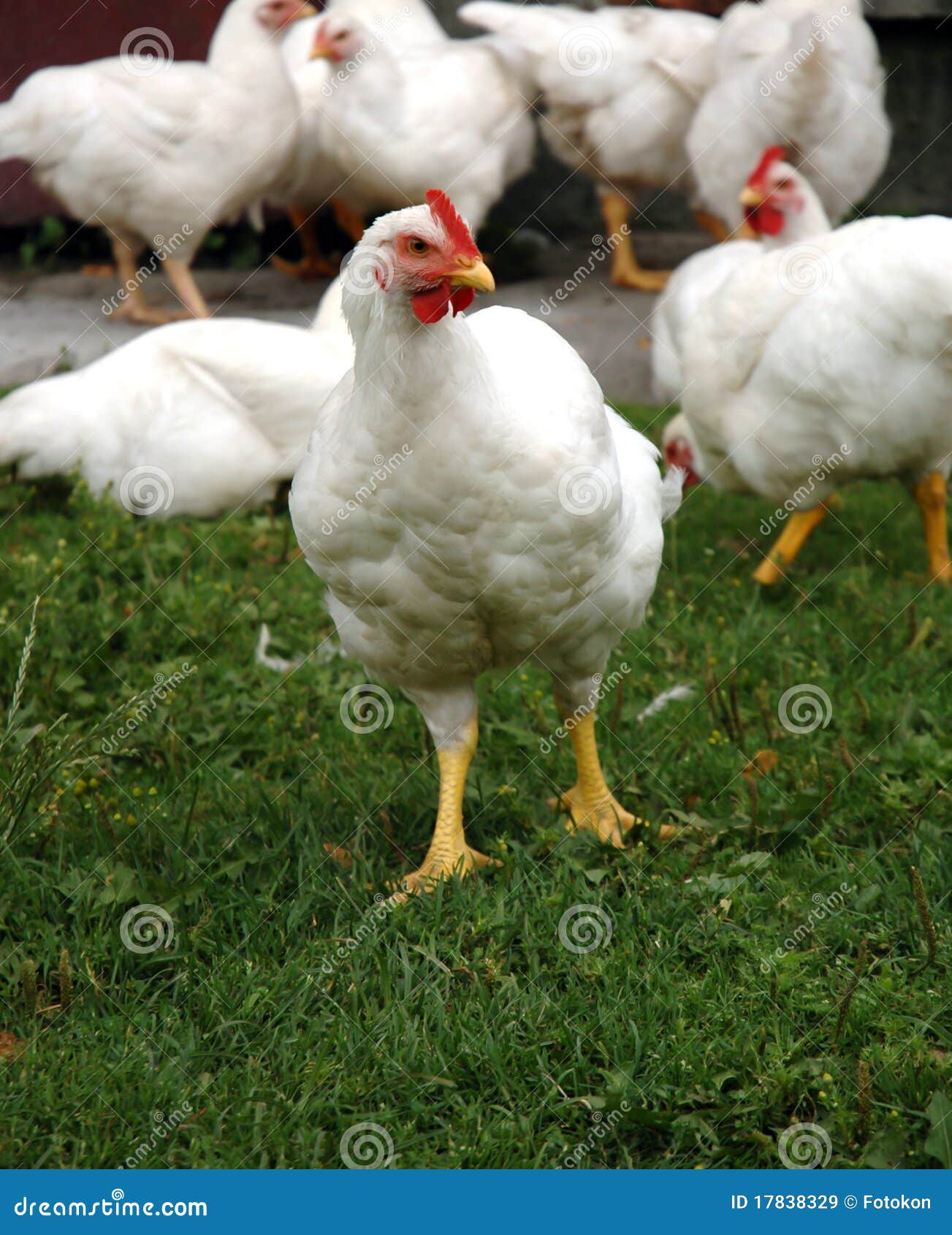 Pollos blancos imagen de archivo. Imagen de rango, grupo - 17838329