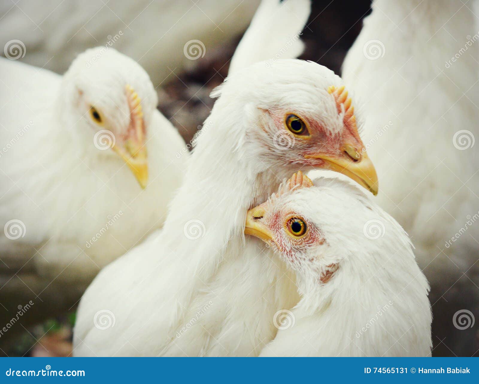 Pollos blancos imagen de archivo. Imagen de pollos, pollo - 74565131