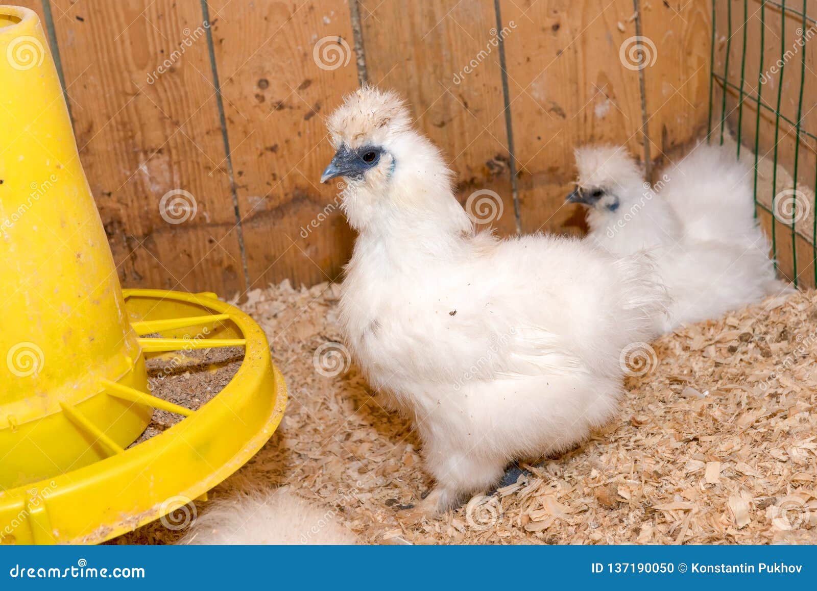 Pollos Chinos De La Pluma Fotos de stock - Fotos libres de regalías de ...