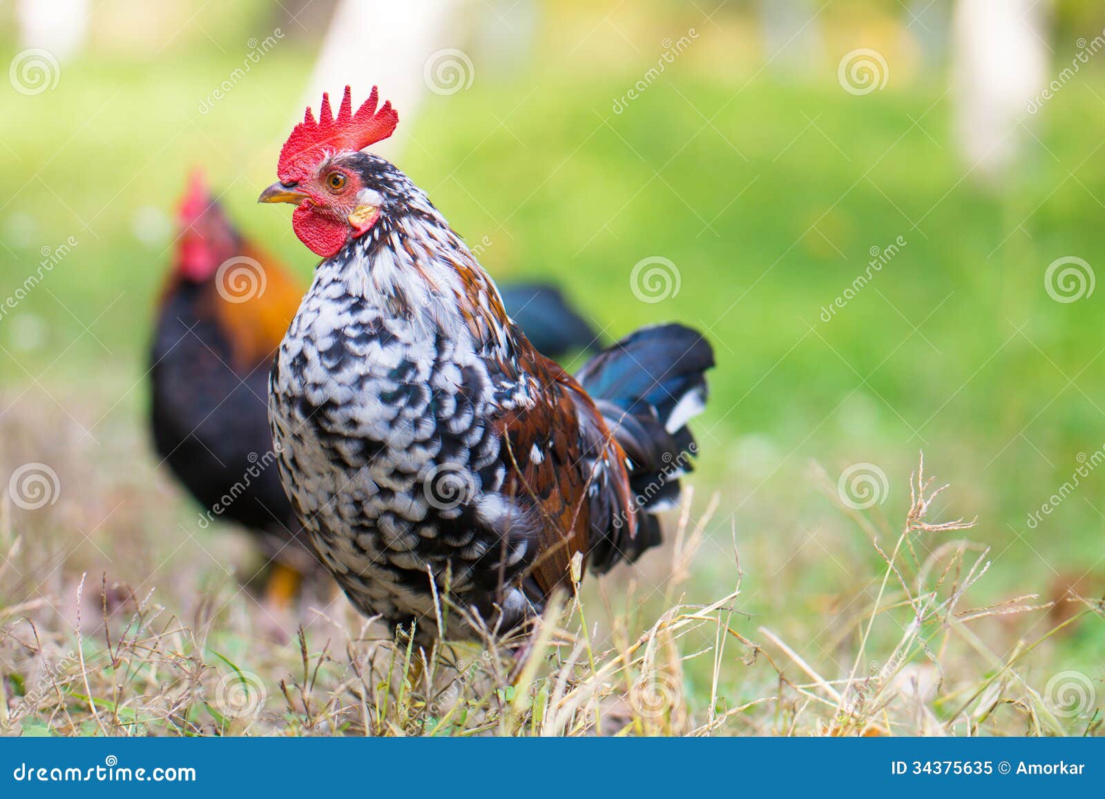 Pollos coloreados imagen de archivo. Imagen de enmascarado - 34375635