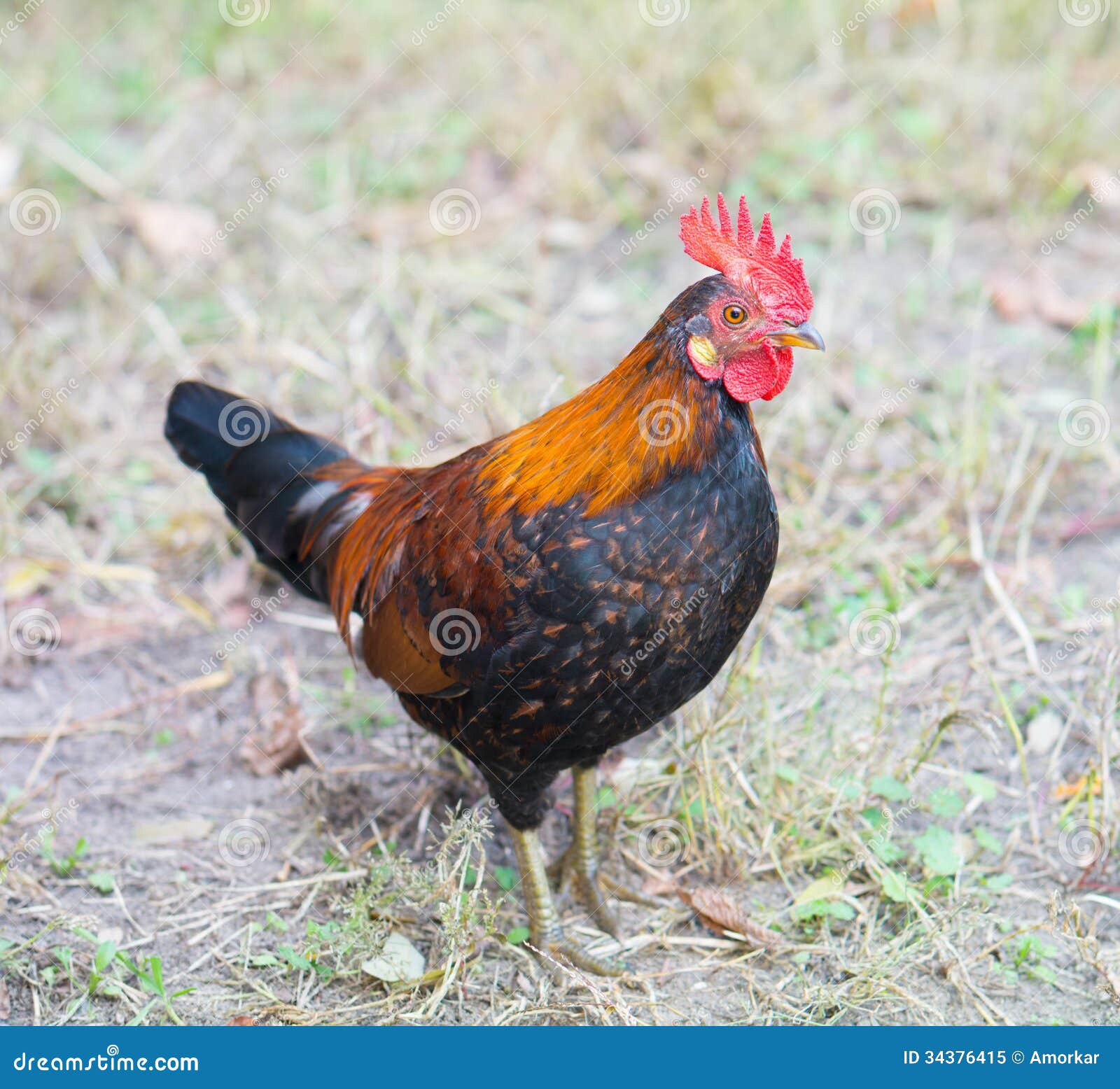 Pollos coloreados imagen de archivo. Imagen de poultry - 34376415