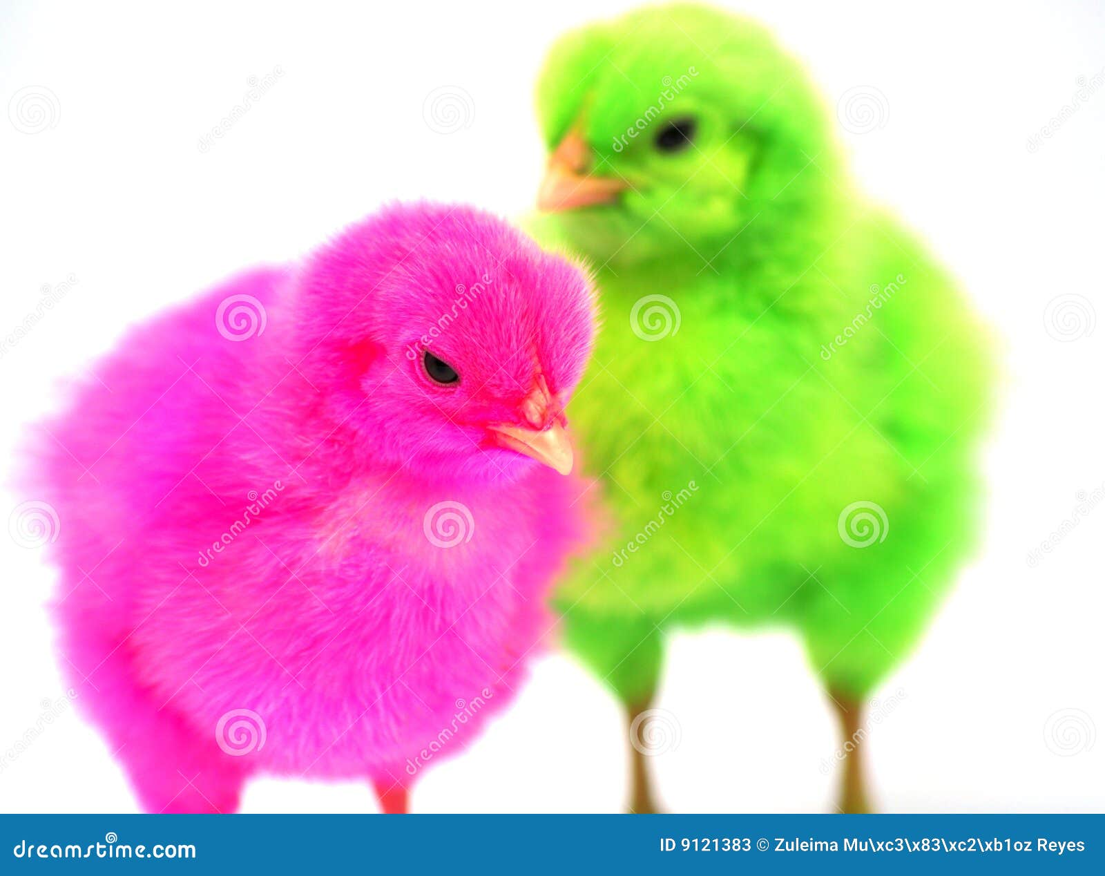 Pollos coloridos imagen de archivo. Imagen de rosa, color - 9121383