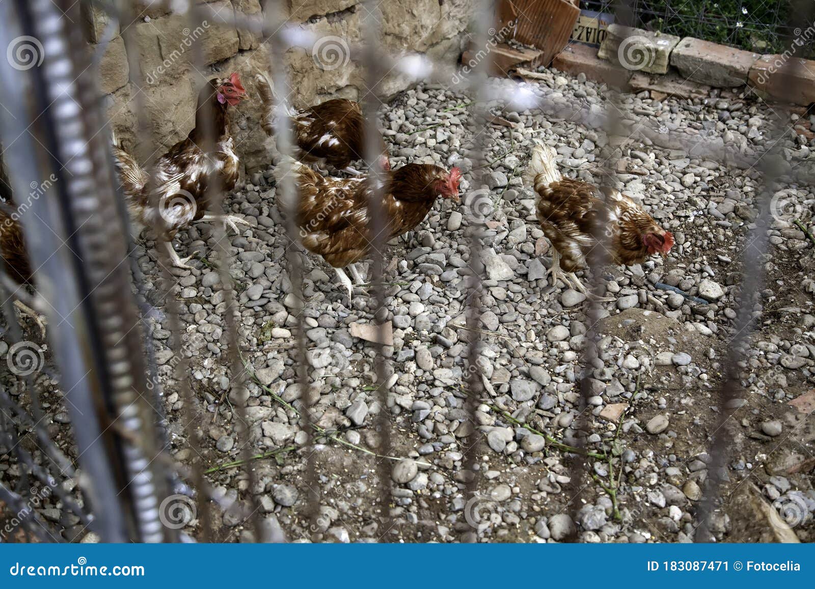 Pollos Comiendo En Un Corral Imagen de archivo - Imagen de doméstico ...