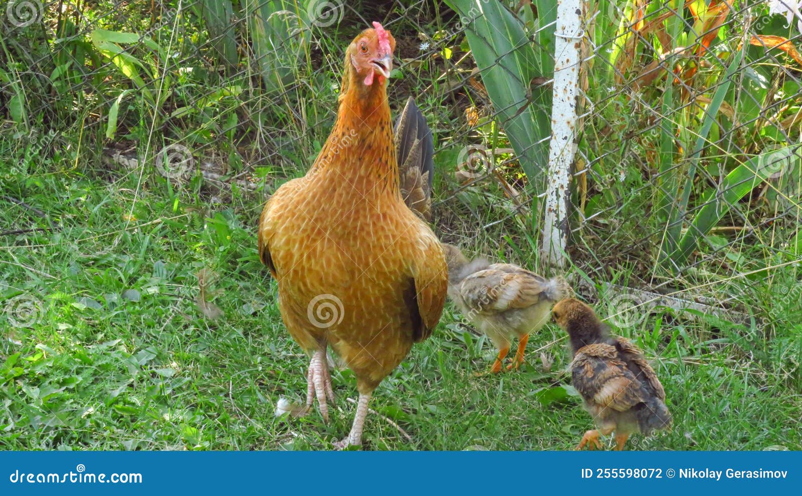 Pollos Con Gallinas Sobre La Hierba Verde. Foto de archivo - Imagen de ...