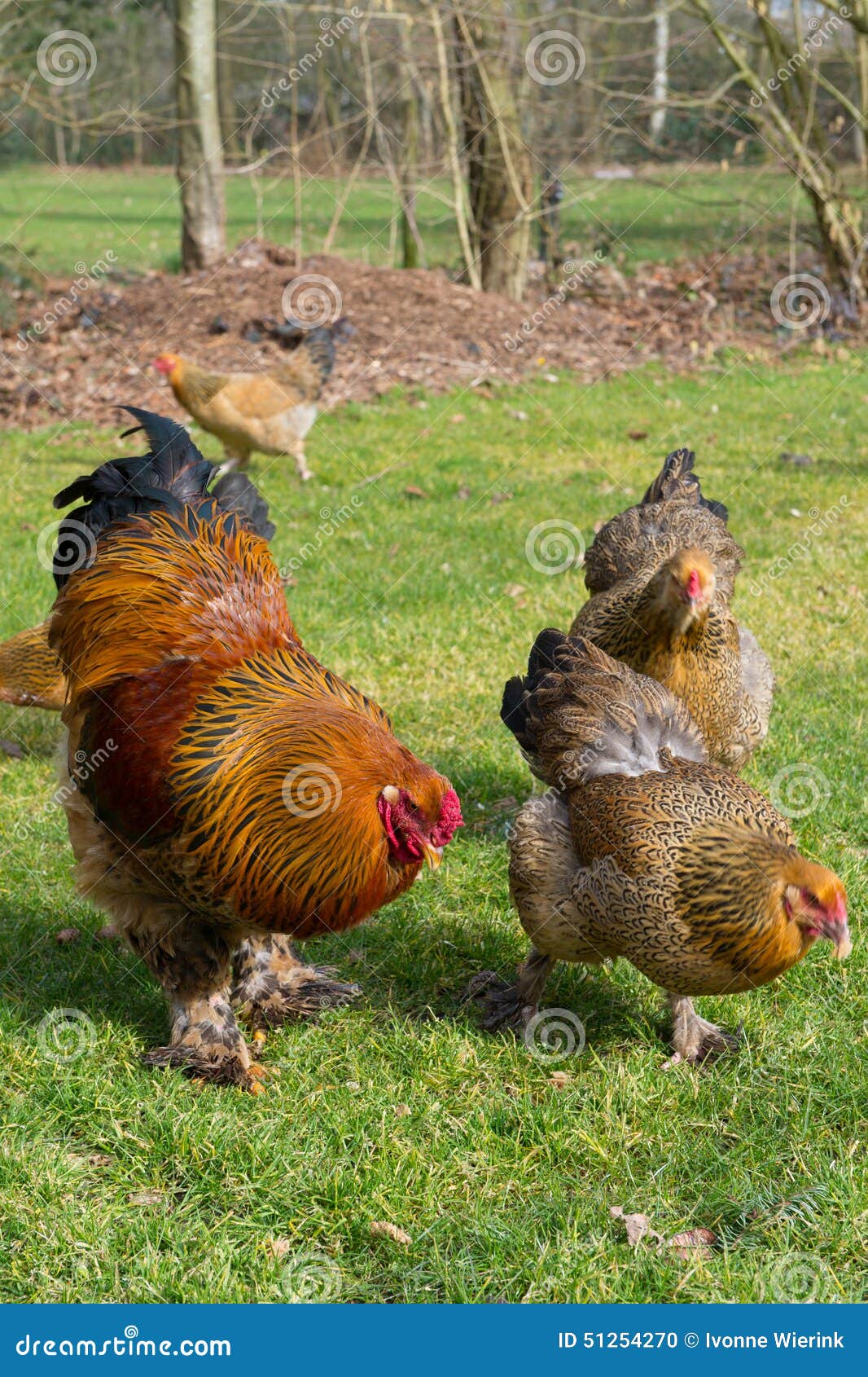 Pollos de Brahma foto de archivo. Imagen de granja, rango - 51254270