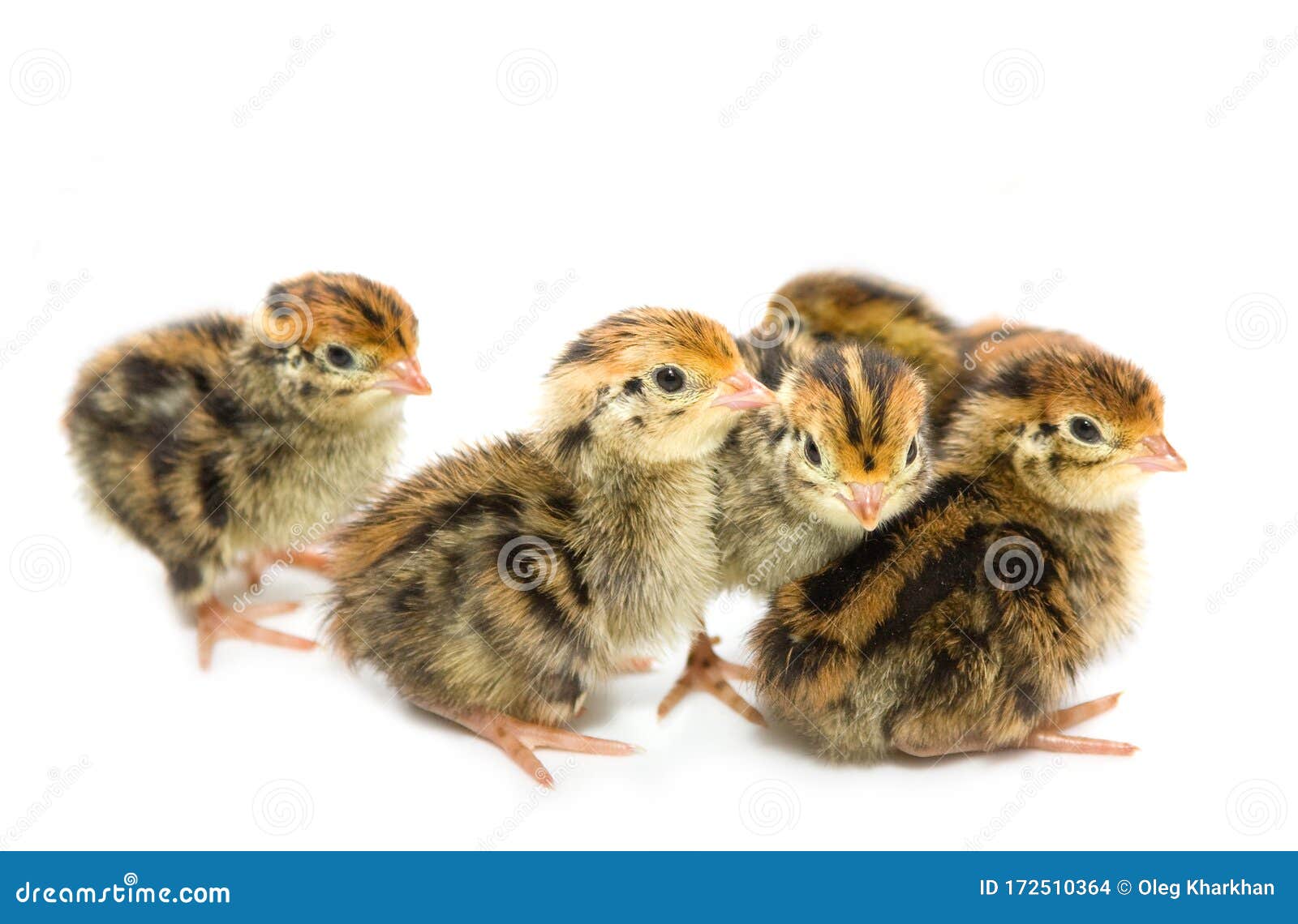 Pollos de codorniz foto de archivo. Imagen de granja - 172510364