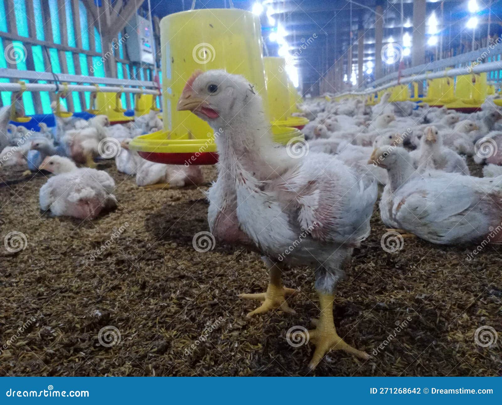 Pollos De Engorde Macho En Aves De Corral Foto de archivo - Imagen de ...