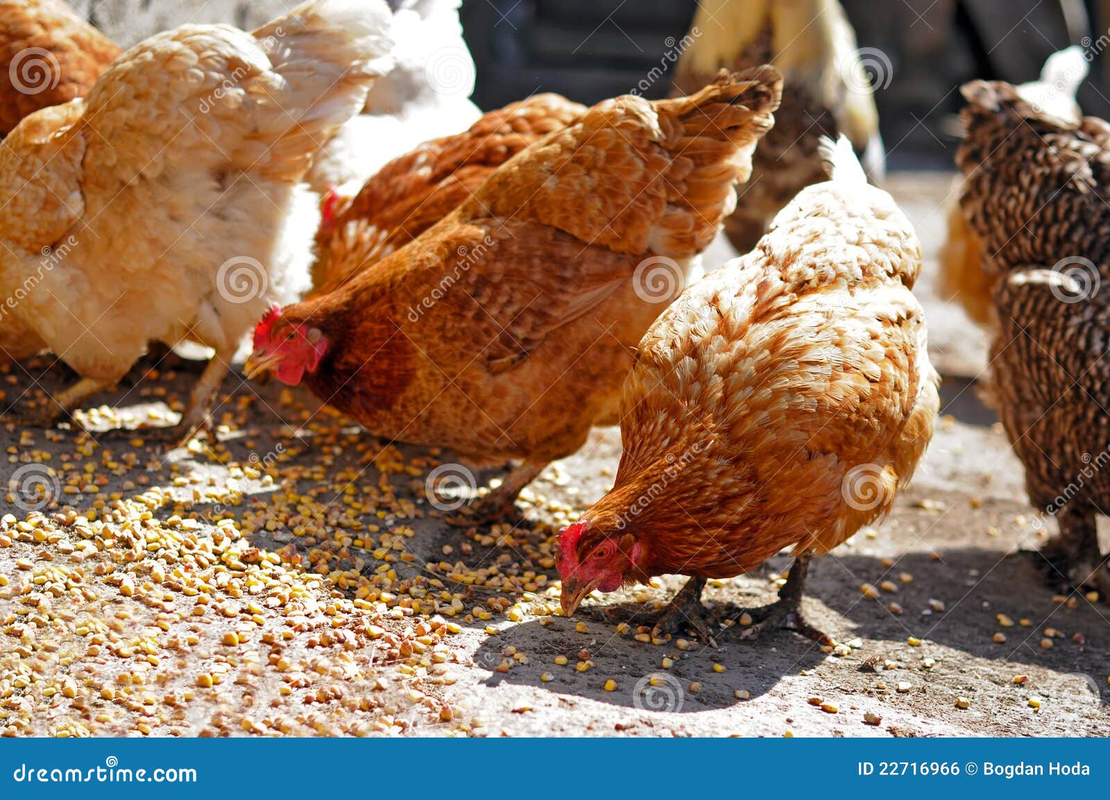 Pollos De La Granja Que Comen Maíz Foto de archivo - Imagen de cubo ...