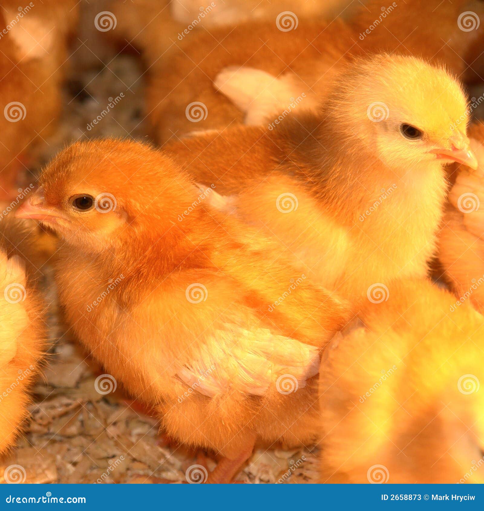 Pollos del bebé imagen de archivo. Imagen de granja, huevos - 2658873