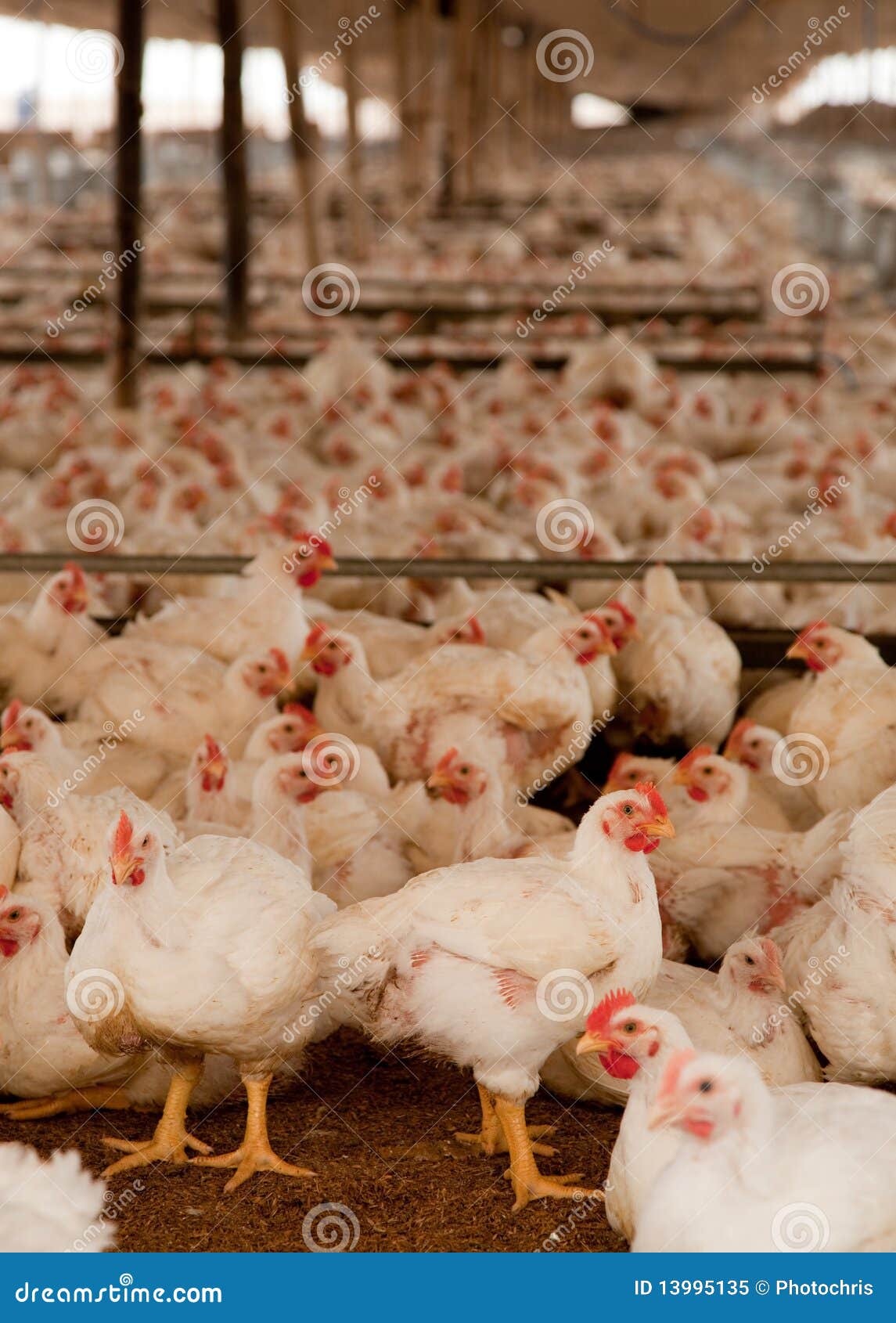 Pollos en choza imagen de archivo. Imagen de animal, ganado - 13995135