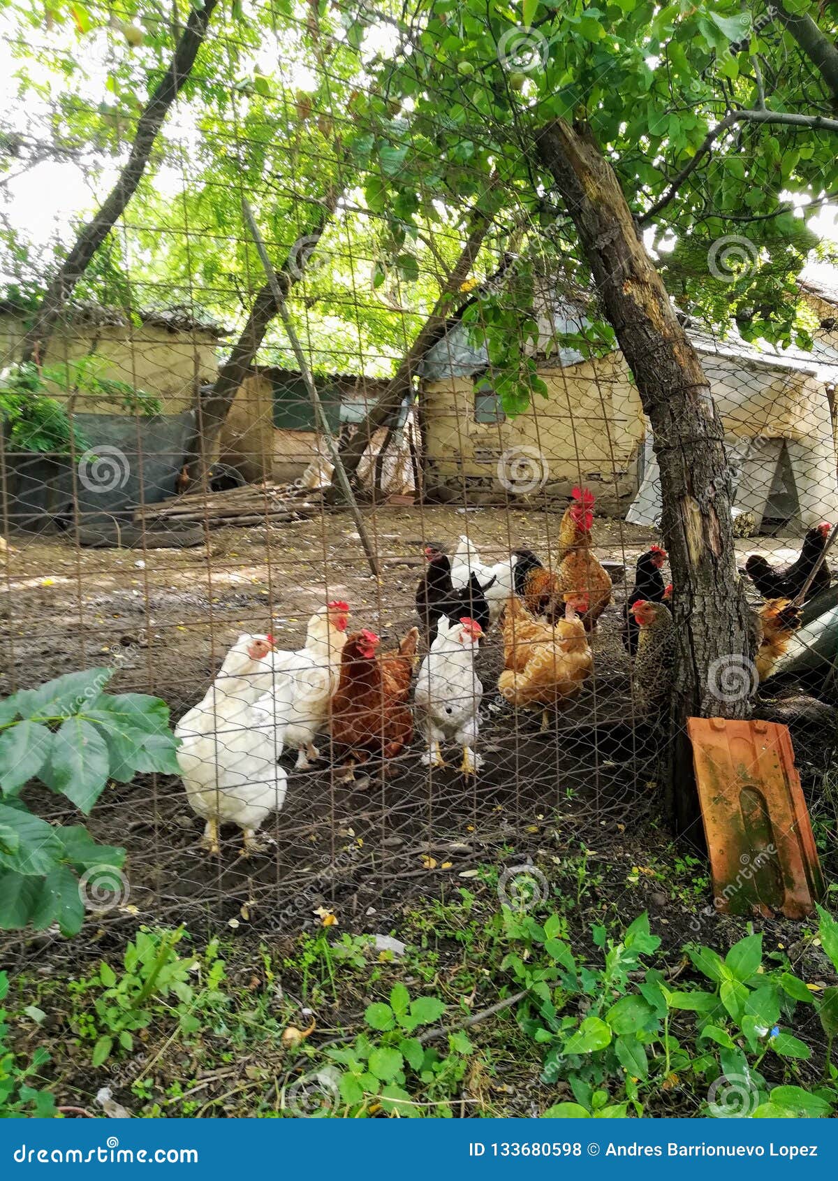 Pollos en el corral foto de archivo. Imagen de yarda - 133680598