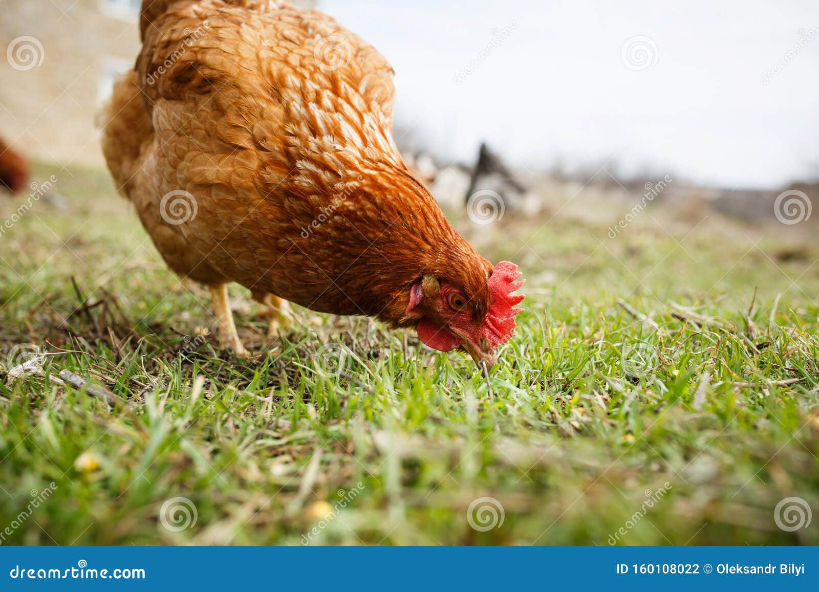 Pollos En El Huerto De Corral Foto de archivo - Imagen de ambiente ...