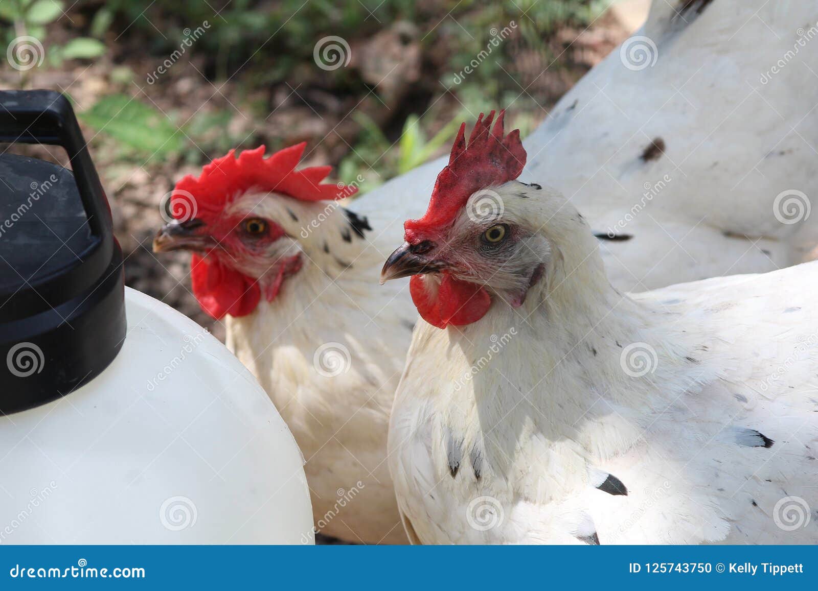 Pollos en el jarro de agua foto de archivo. Imagen de agua - 125743750