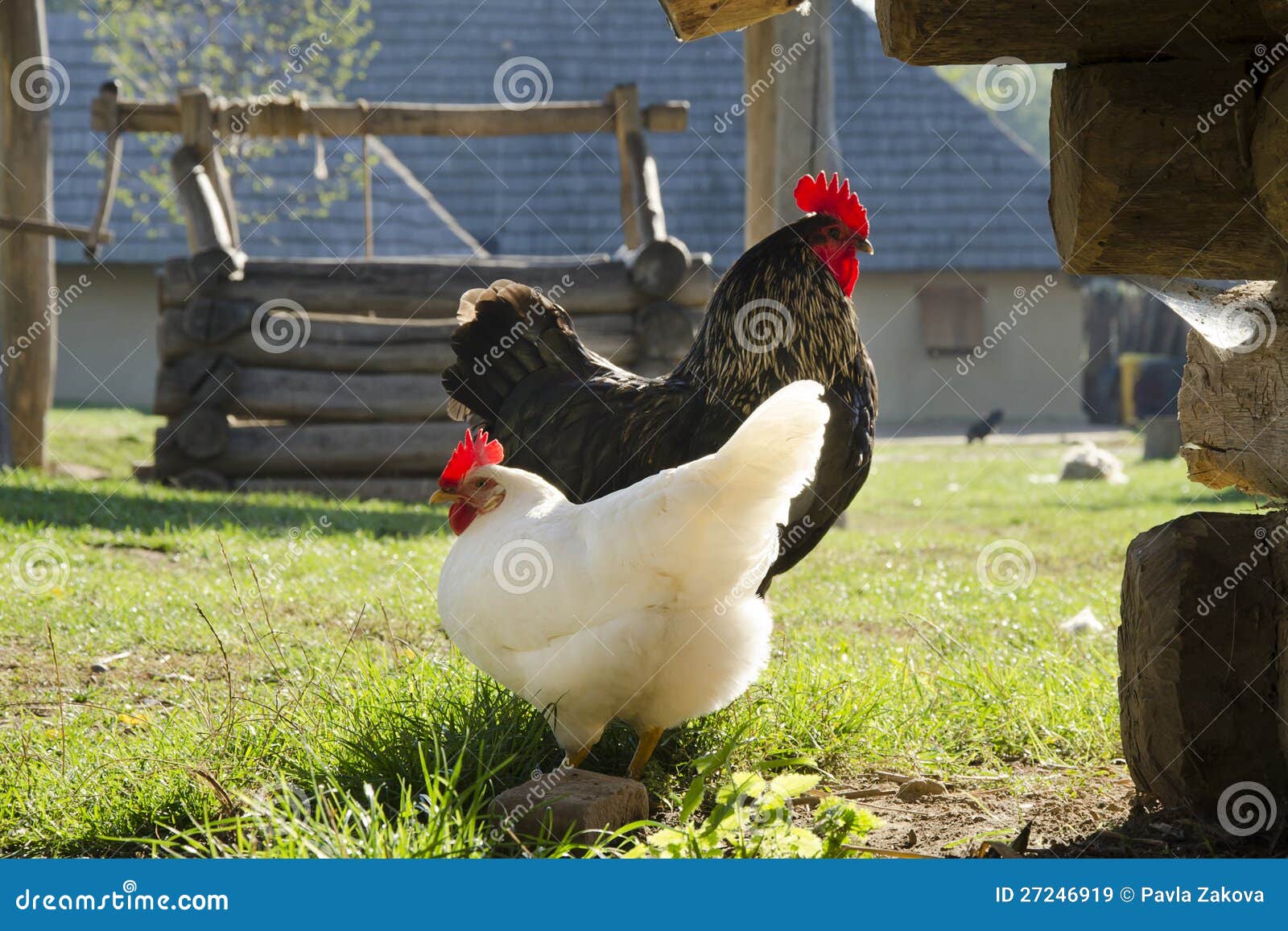 Pollos en granja imagen de archivo. Imagen de cortijo - 27246919