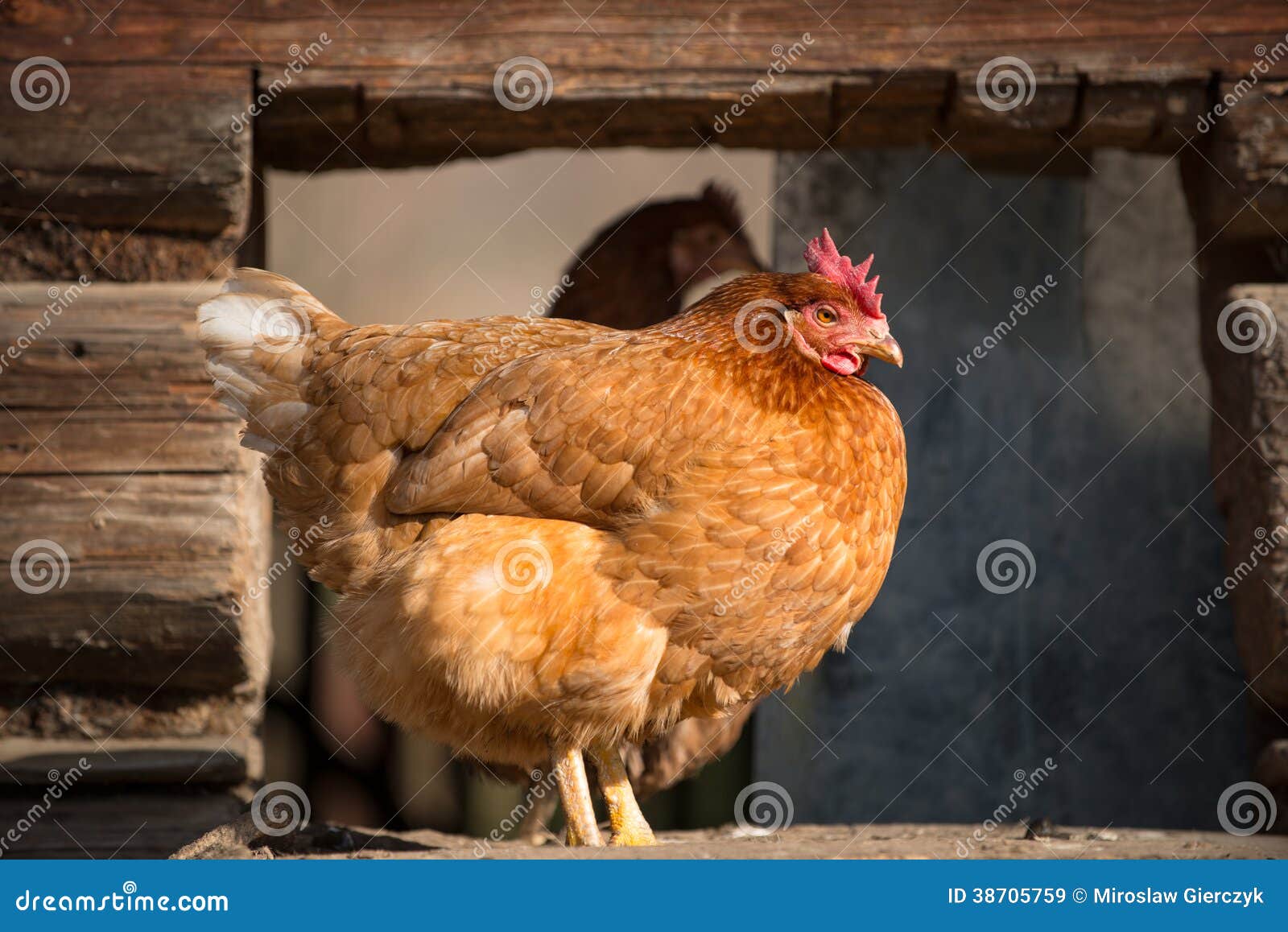 Pollos En Granja Tradicional Imagen de archivo - Imagen de ganado ...