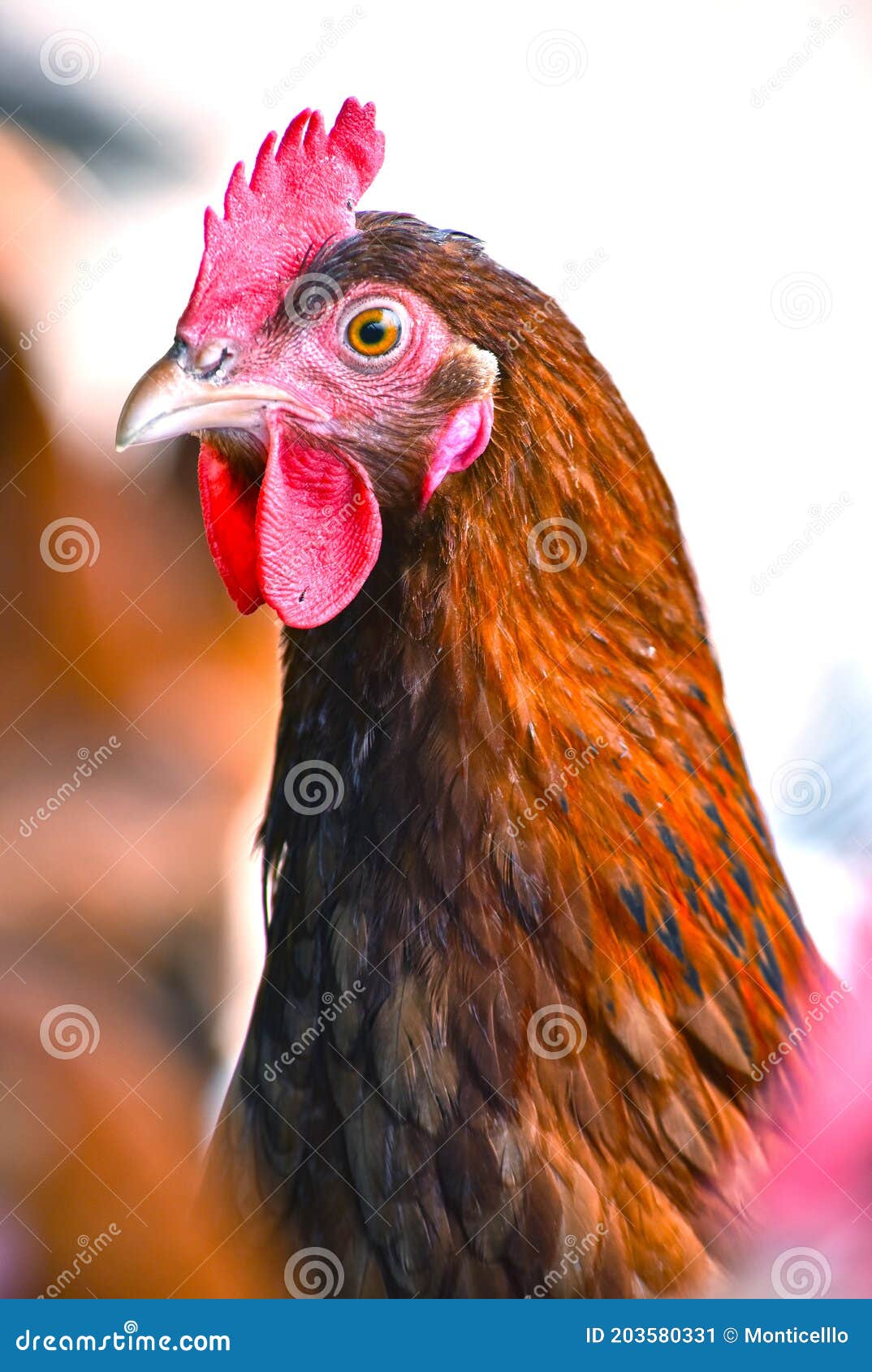 Pollos En La Granja Tradicional De Aves De Corral De Corral Imagen de ...