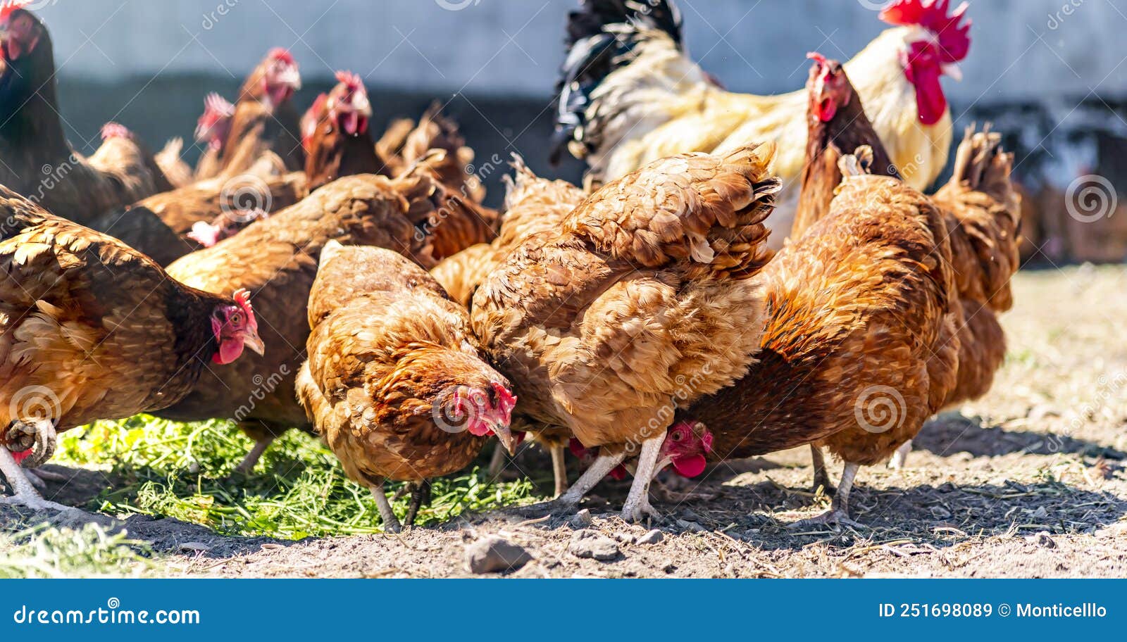 Pollos En La Granja Tradicional De Aves De Corral De Corral Imagen de ...