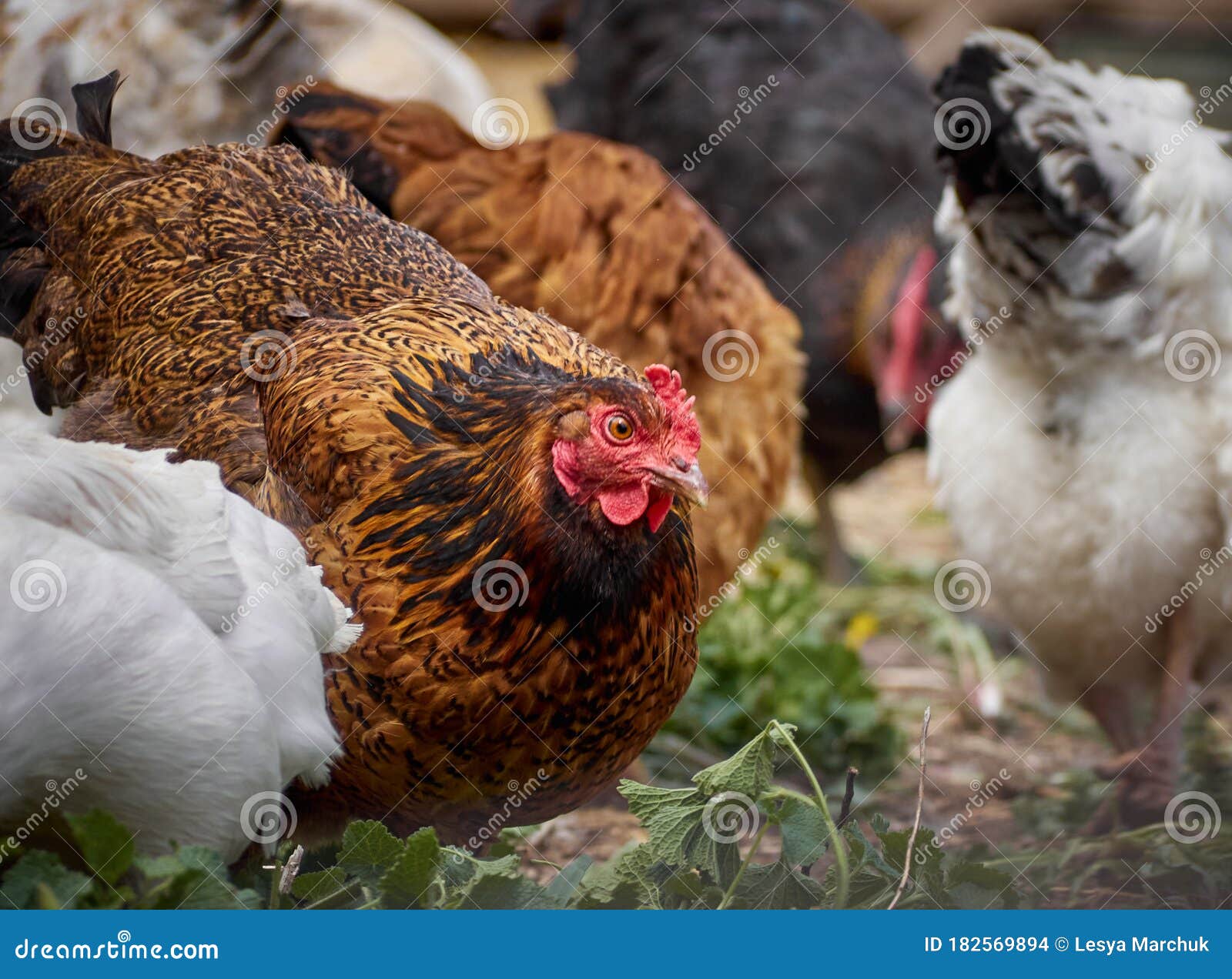 Pollos En Una Granja Tradicional. Foto de archivo - Imagen de mirada ...