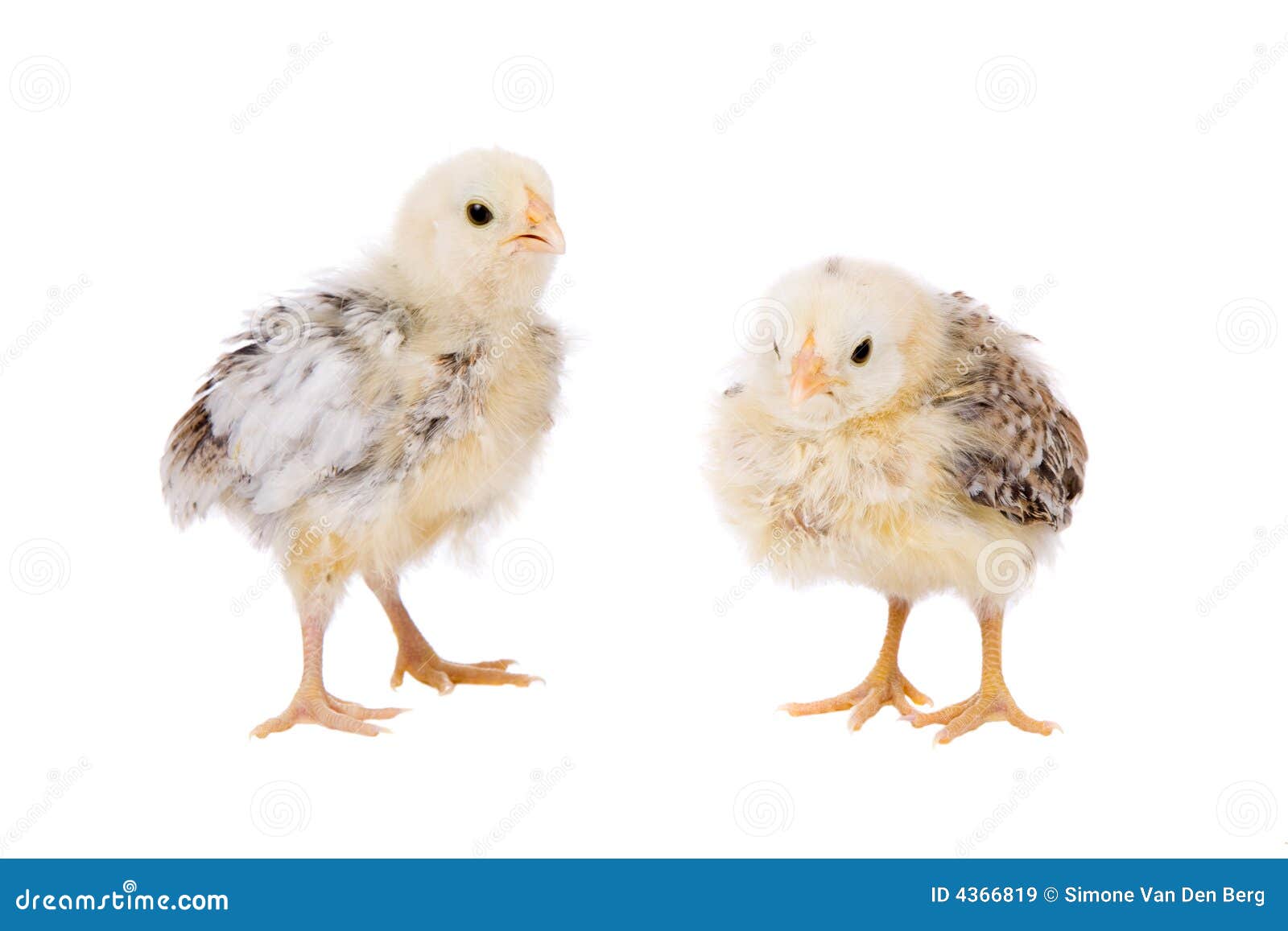 Pollos jovenes imagen de archivo. Imagen de blanco, fondo - 4366819