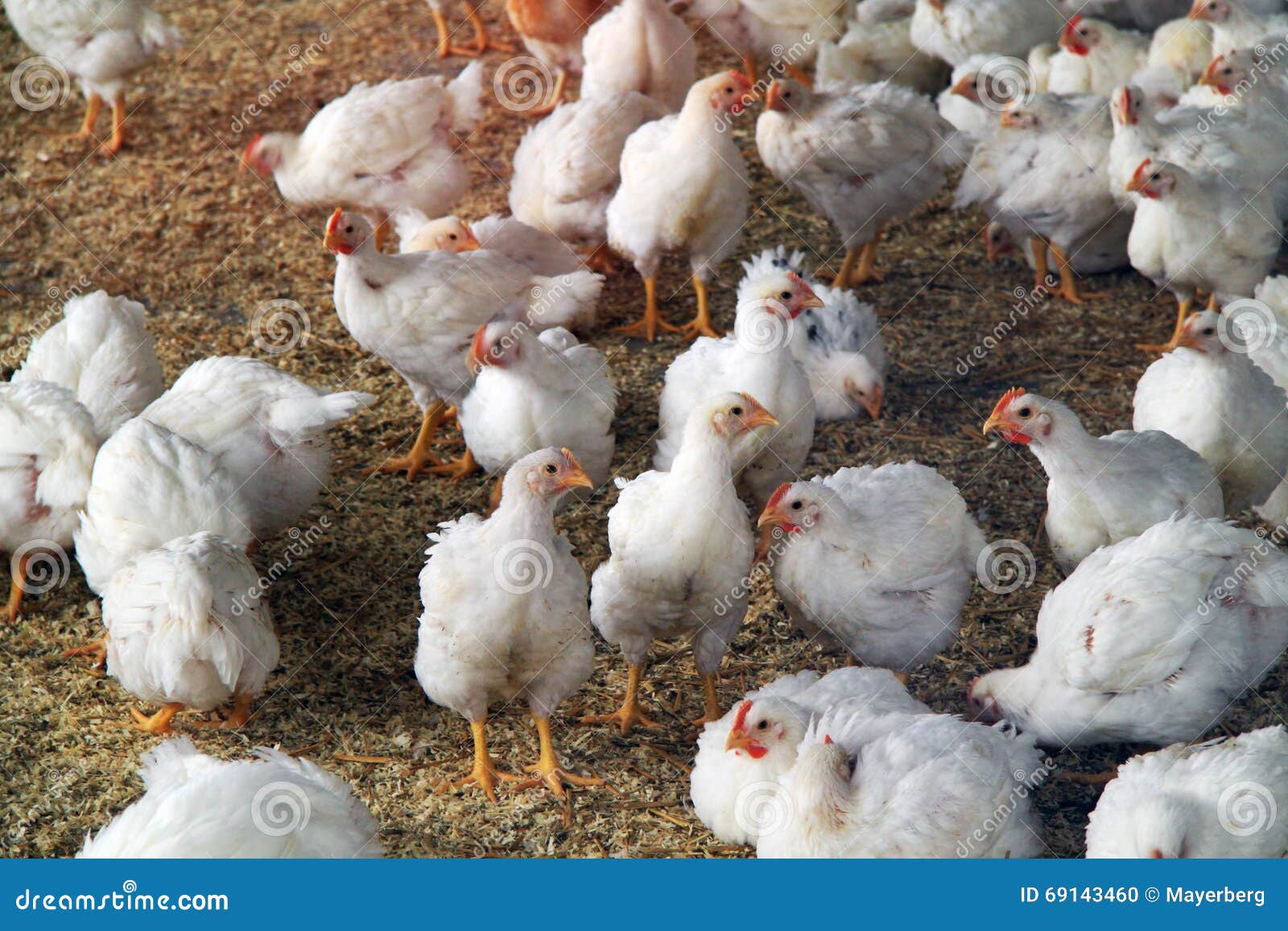 Pollos jovenes blancos foto de archivo. Imagen de gripe - 69143460